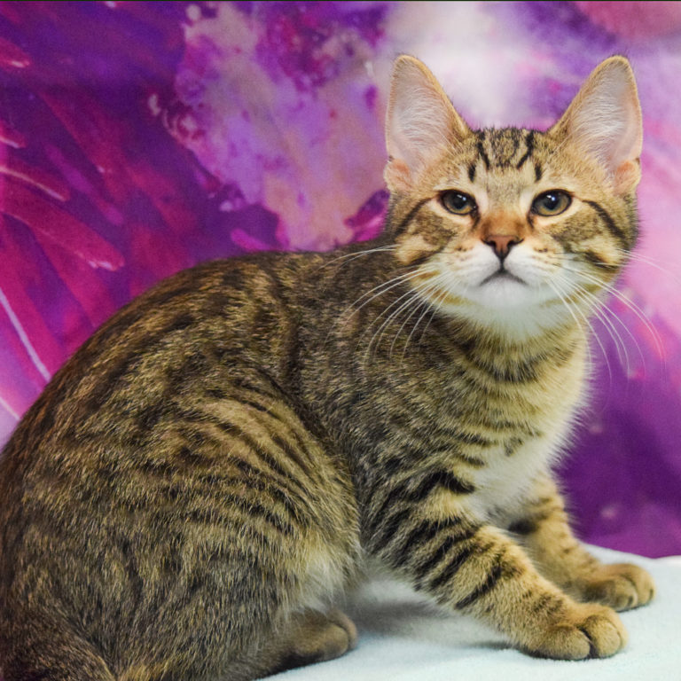 Terry - Animal House Shelter