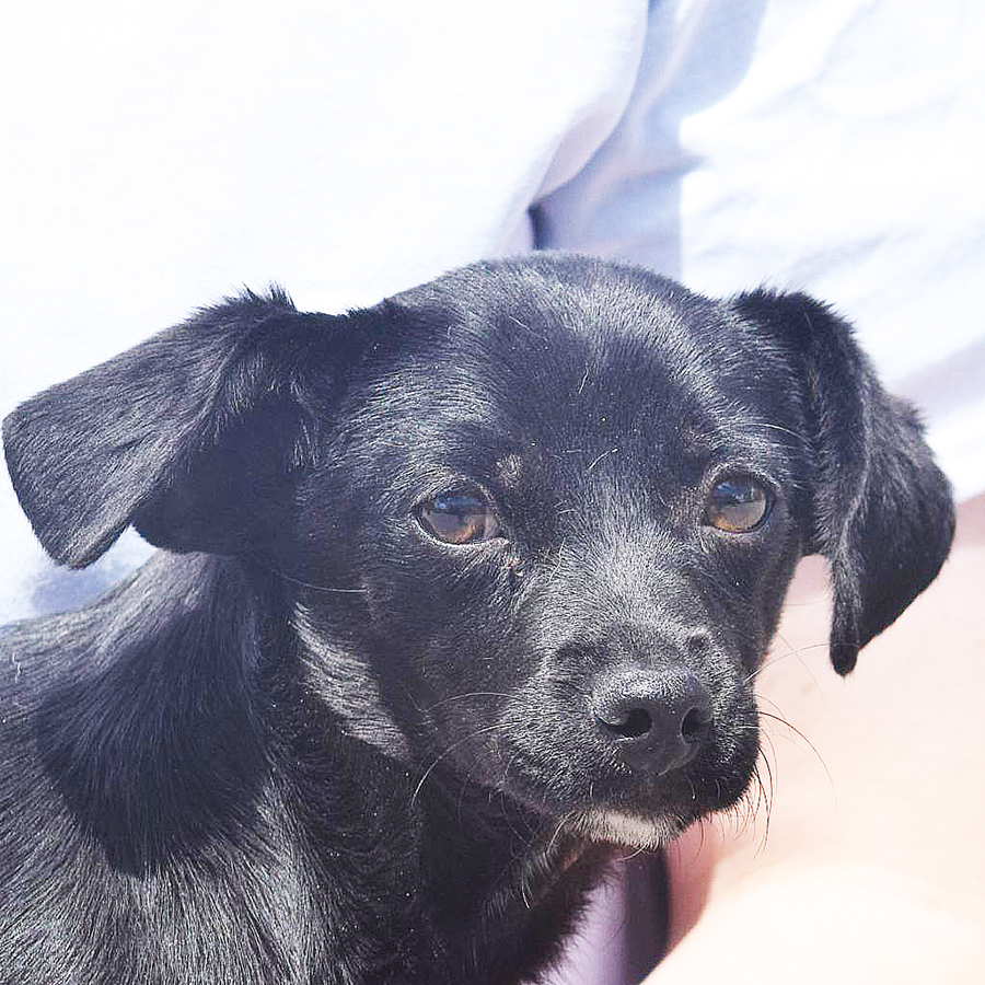 Thunder - Animal House Shelter
