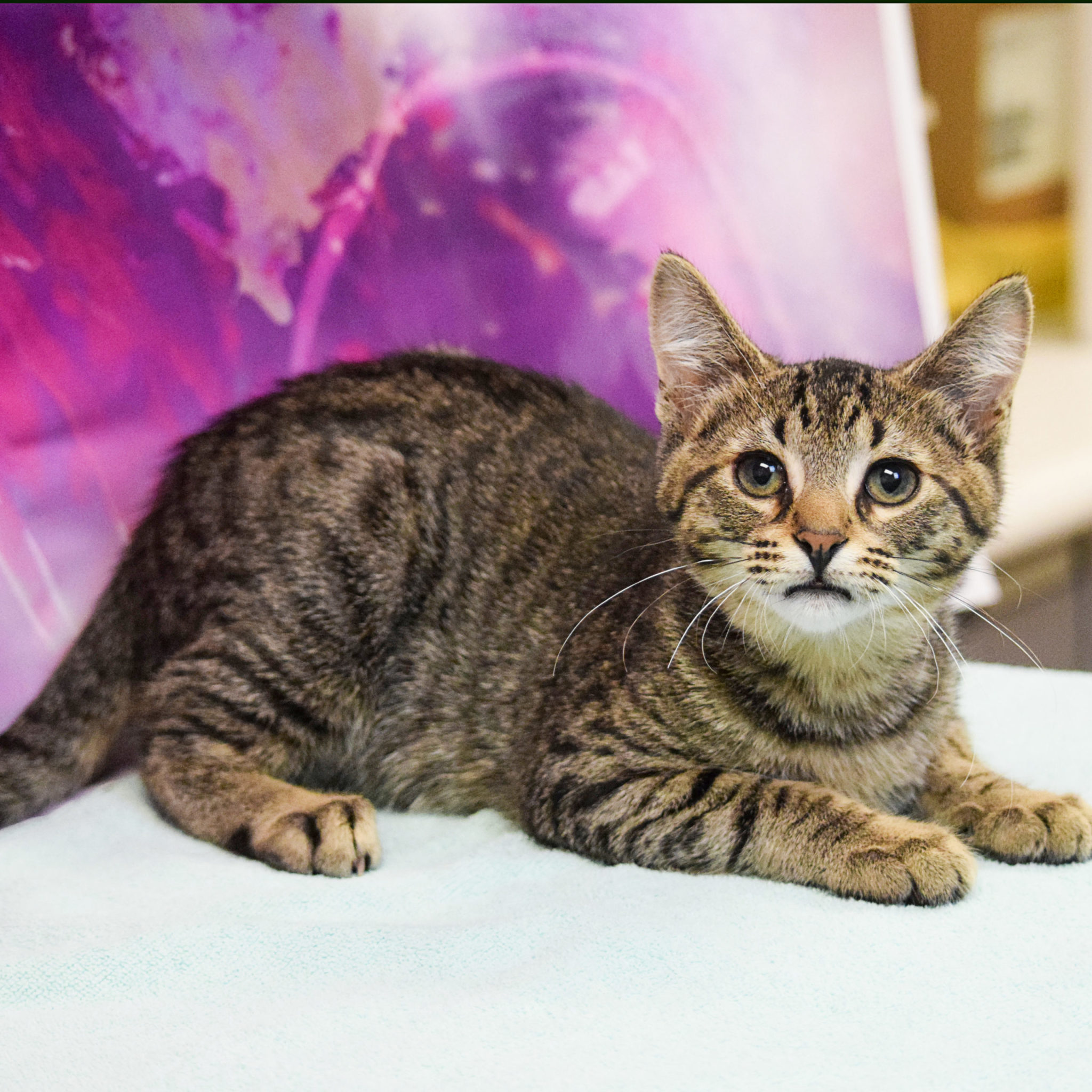 Tito - Animal House Shelter