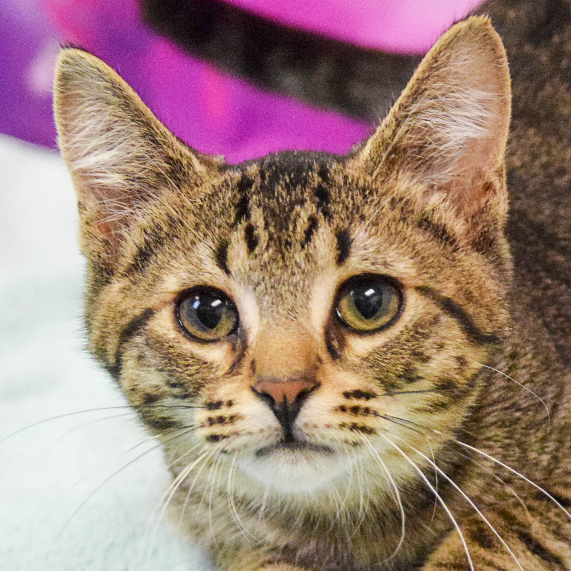 Tito - Animal House Shelter