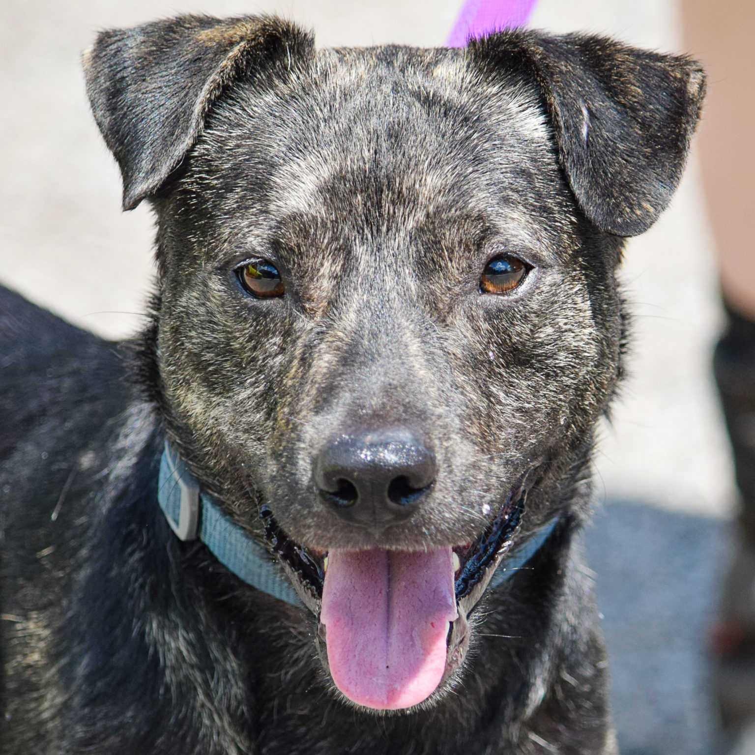 Waldo - Animal House Shelter