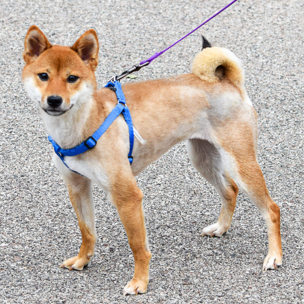 Akiko - Animal House Shelter