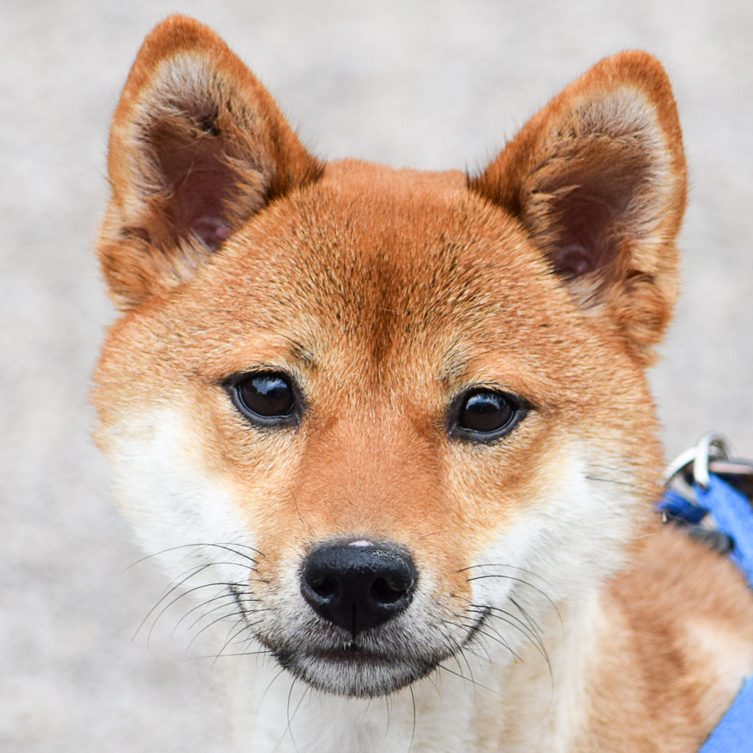 Akiko - Animal House Shelter