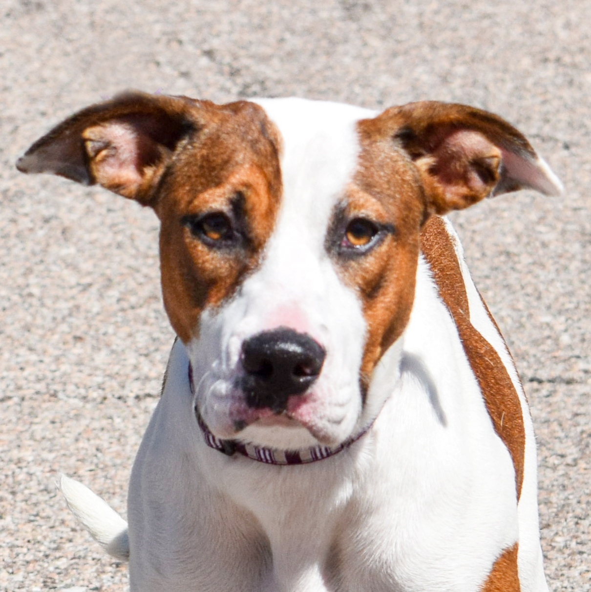 Alice - Animal House Shelter