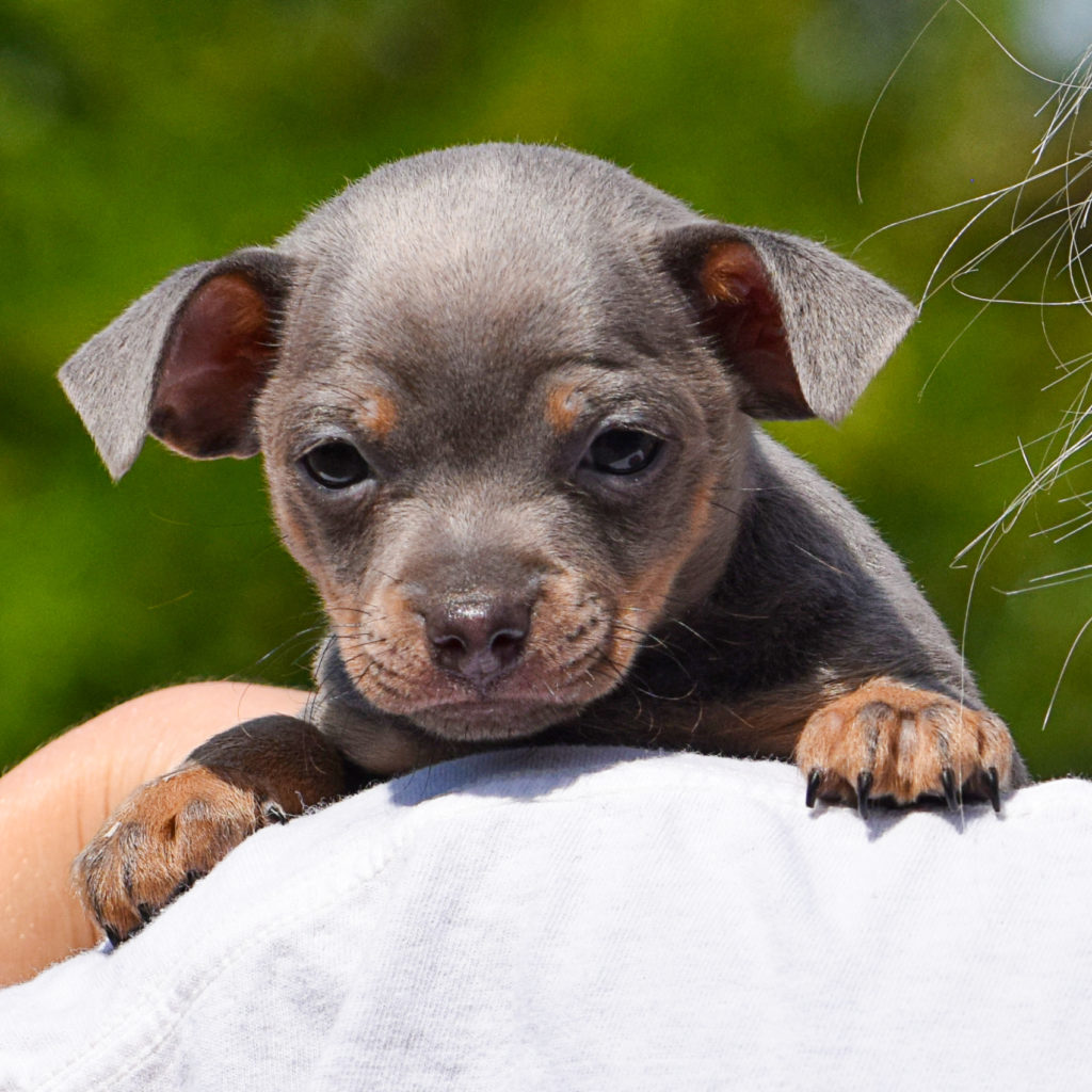 Almond - Animal House Shelter