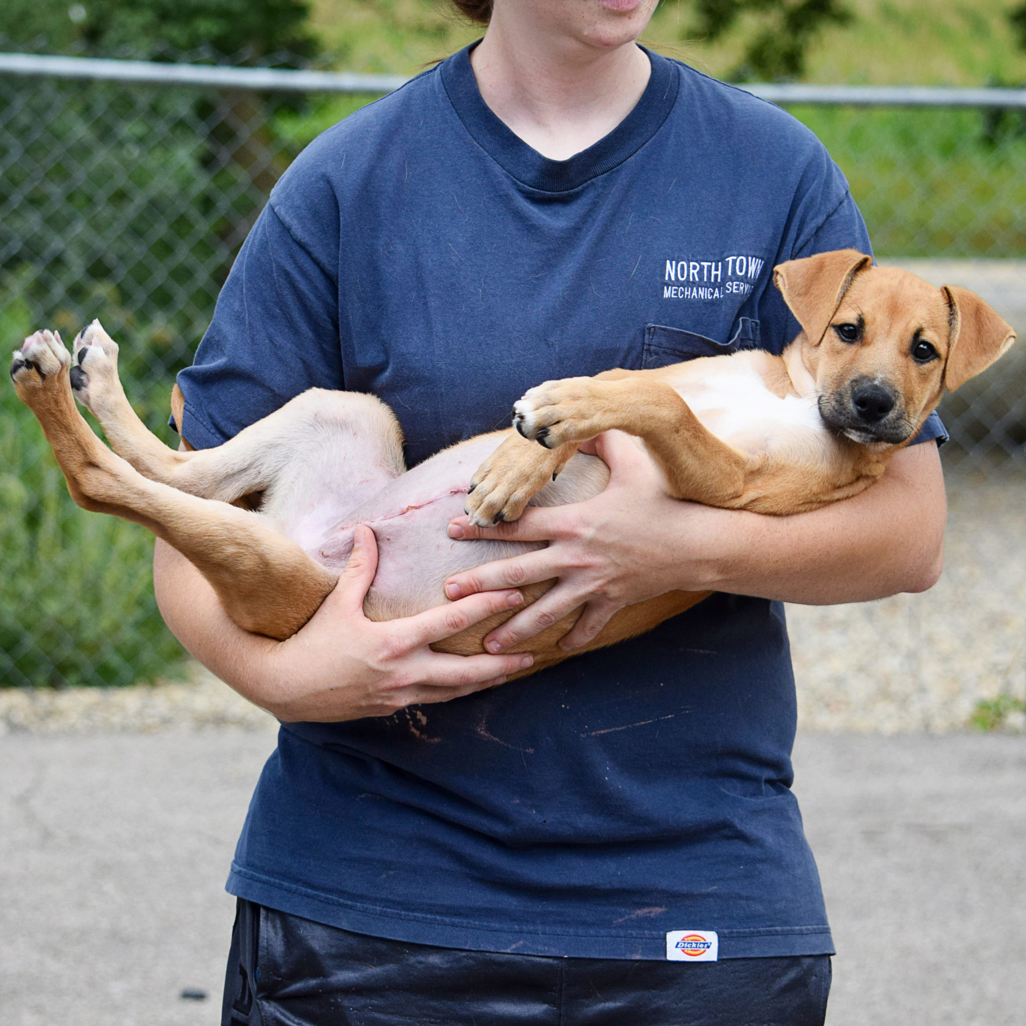 Daphne - Animal House Shelter