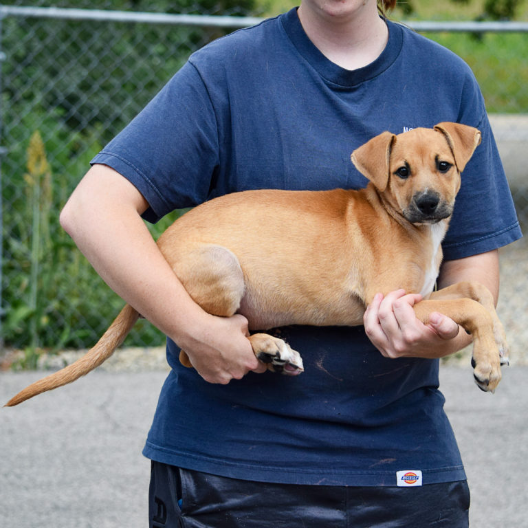 Daphne - Animal House Shelter