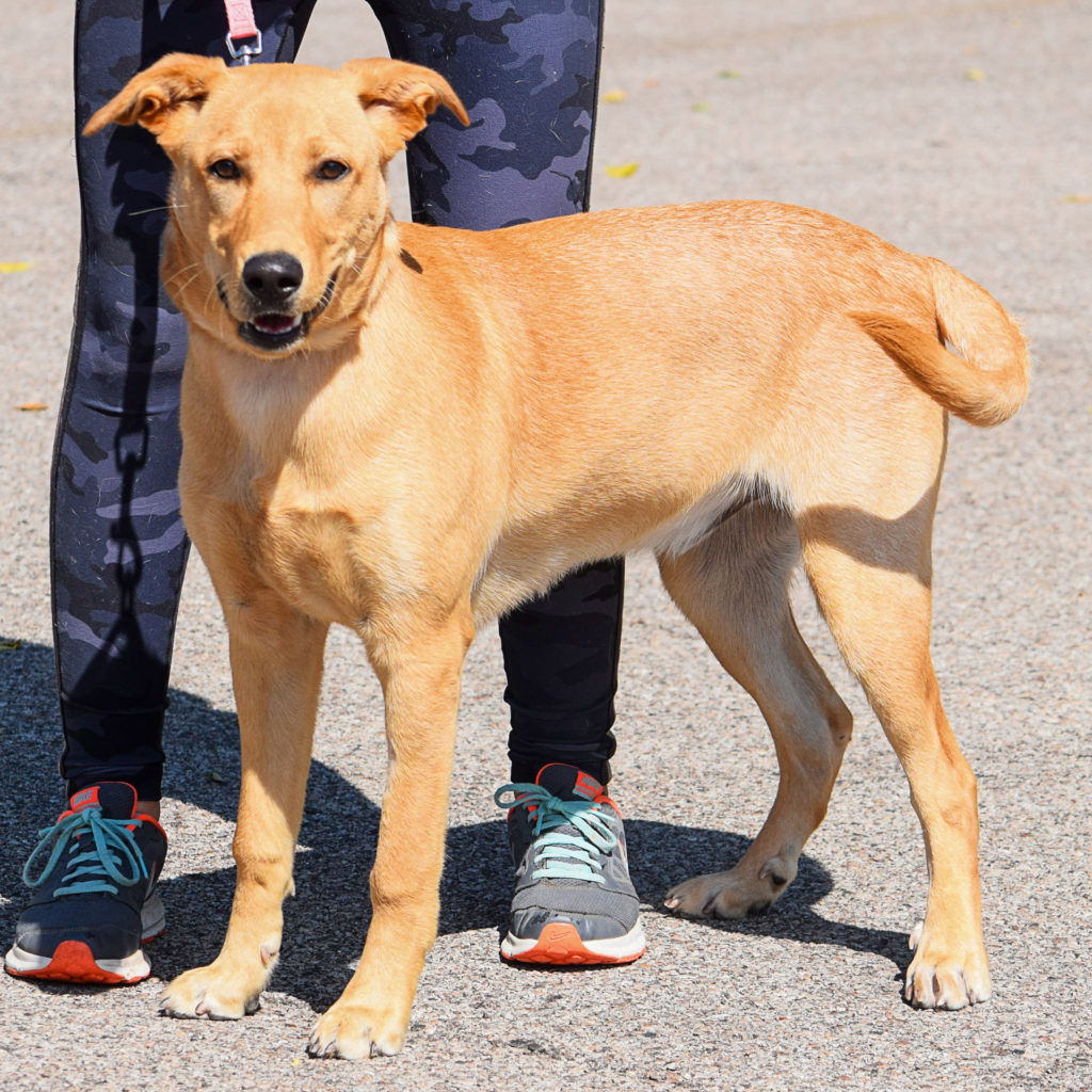 Duke - Animal House Shelter