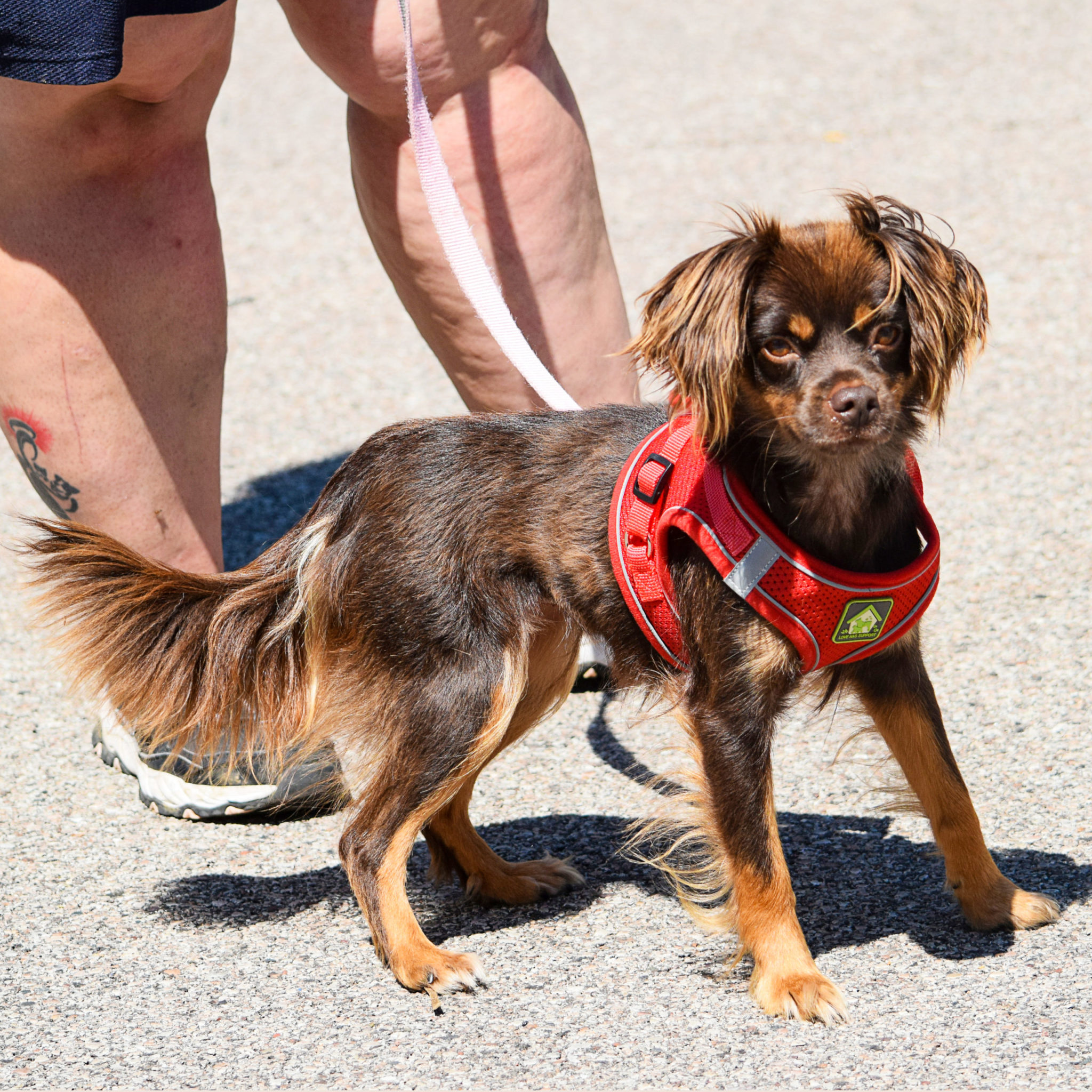 Frilly - Animal House Shelter