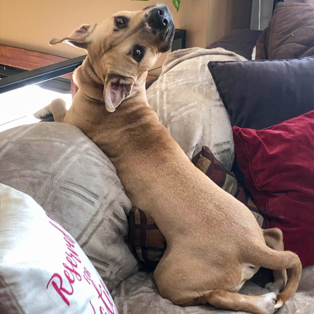 Heath - Animal House Shelter