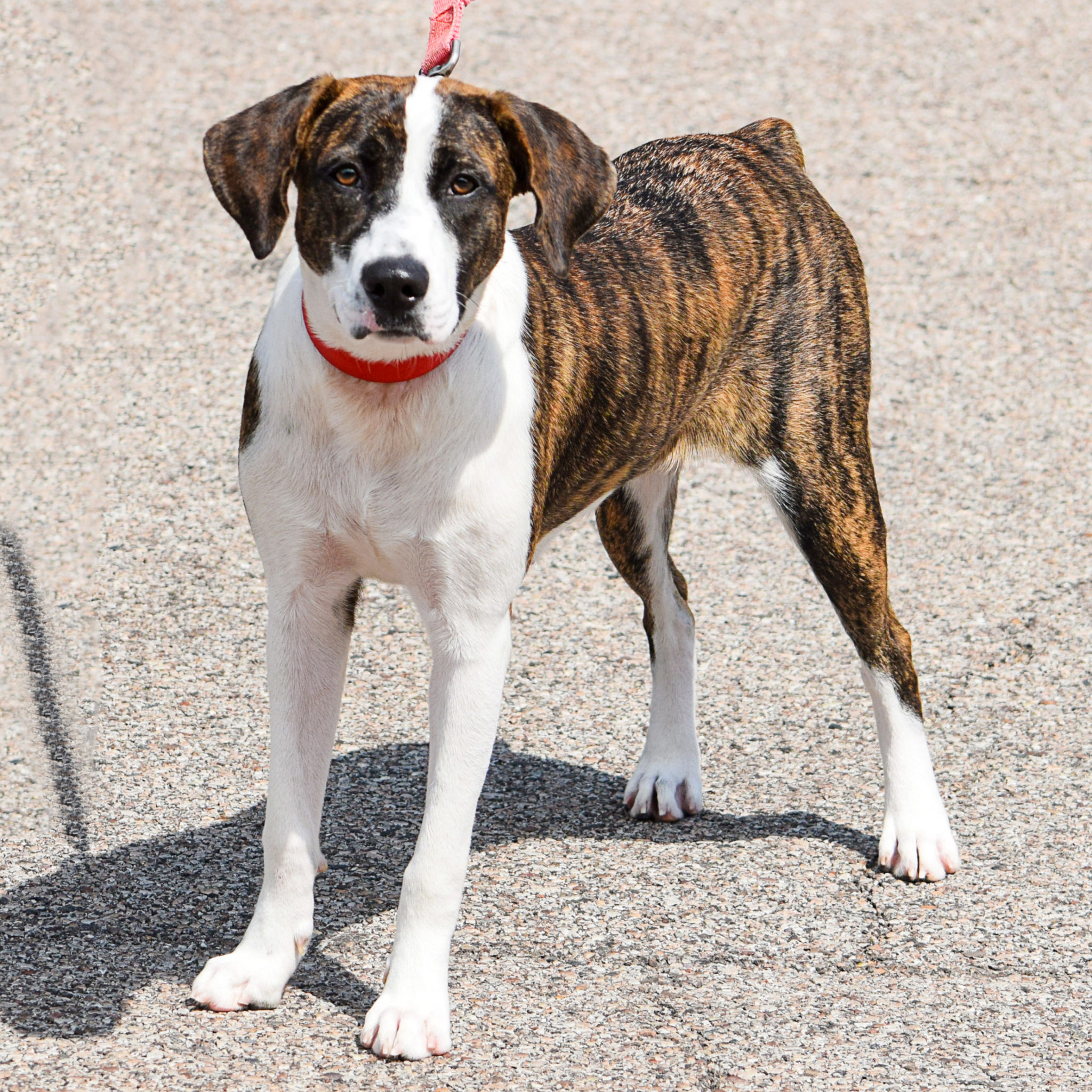 Isabella - Animal House Shelter