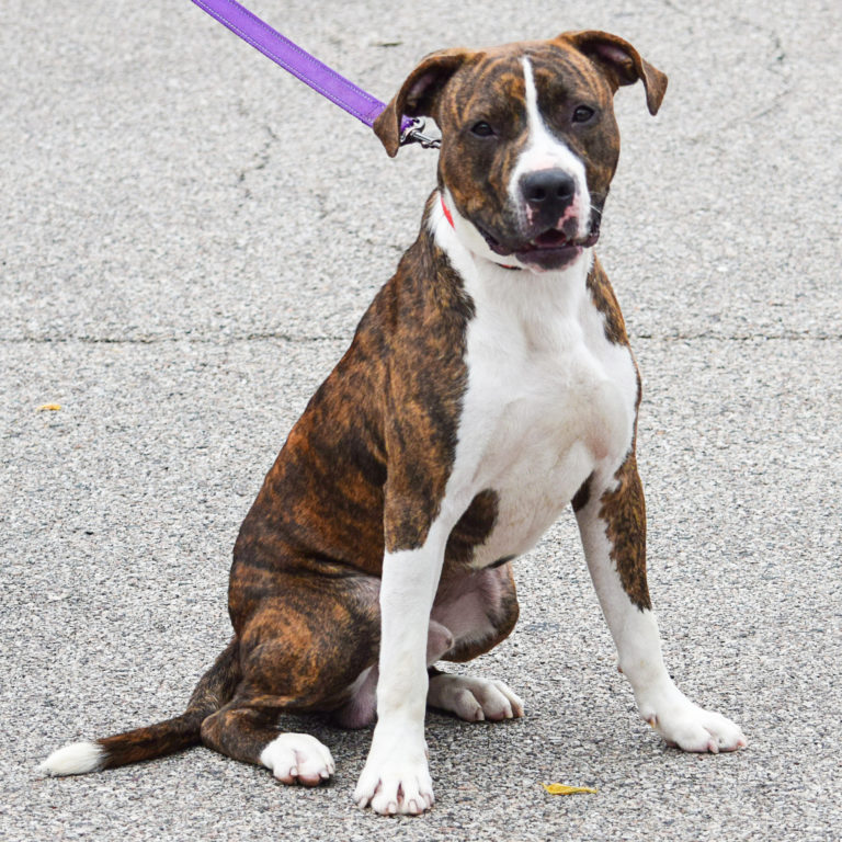 Lex - Animal House Shelter