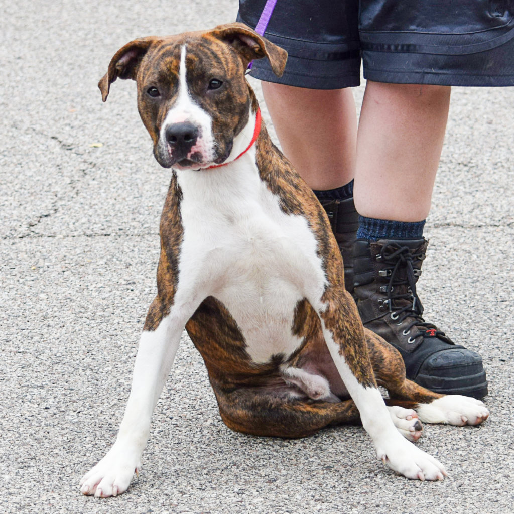 Lex - Animal House Shelter