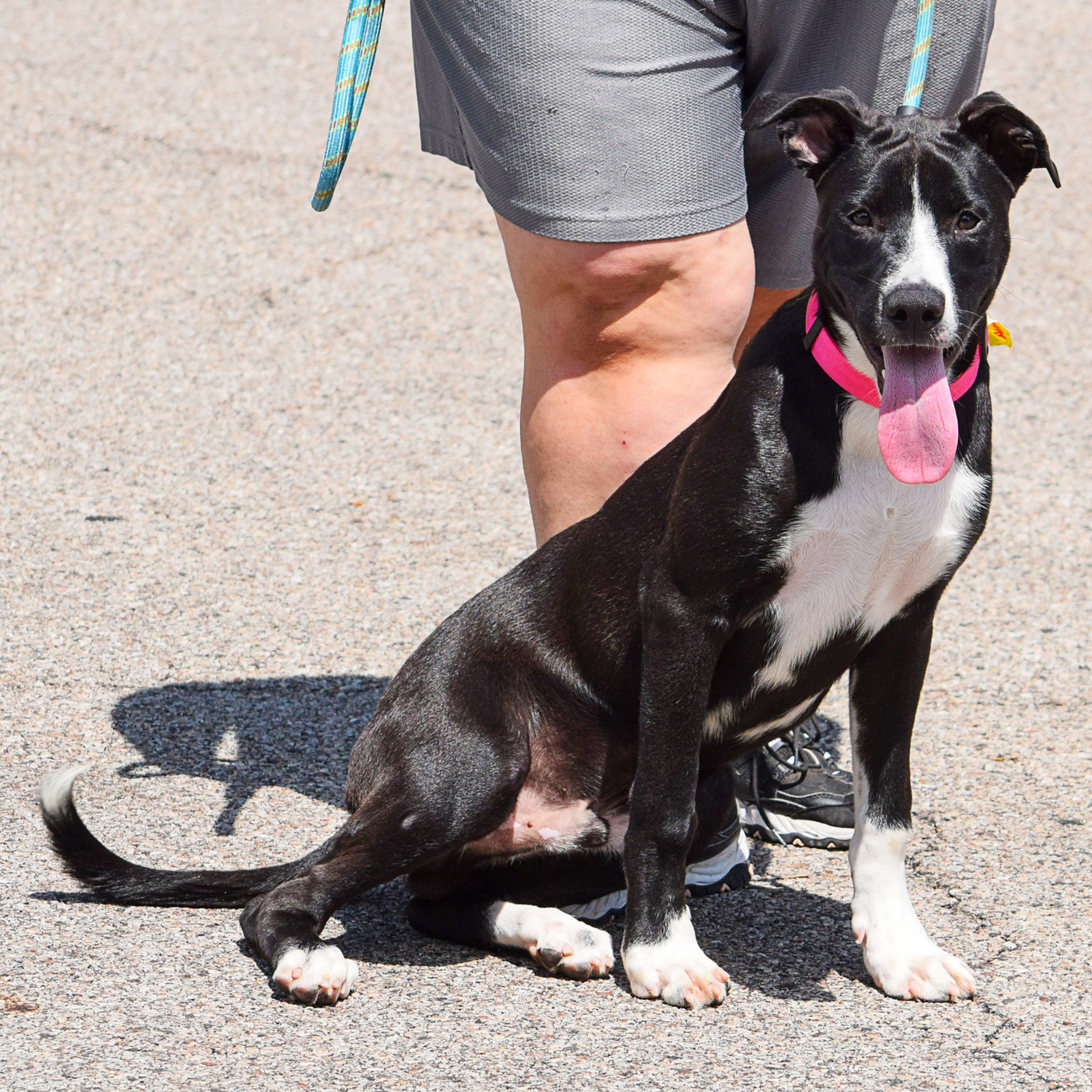 Nyx - Animal House Shelter