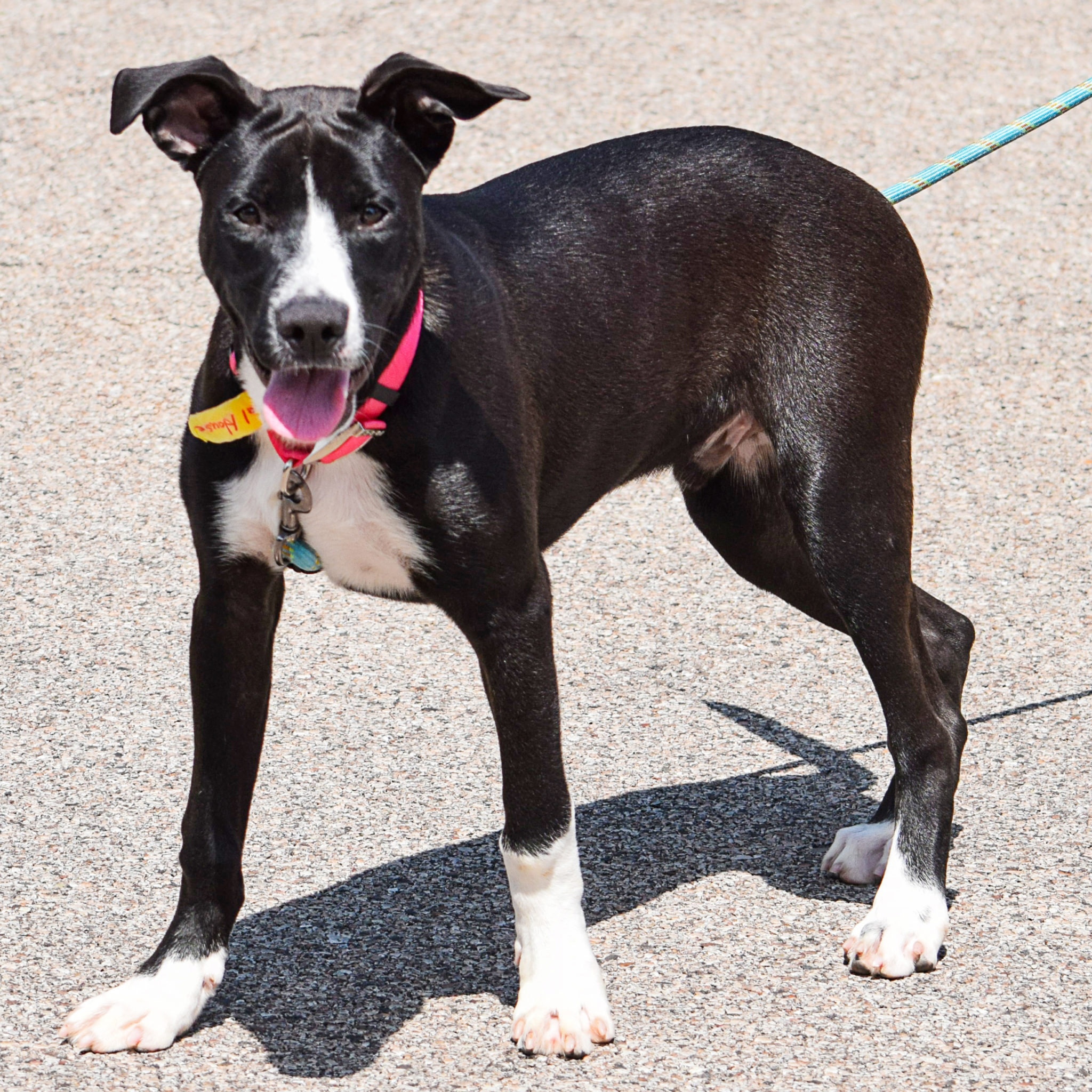 Nyx - Animal House Shelter