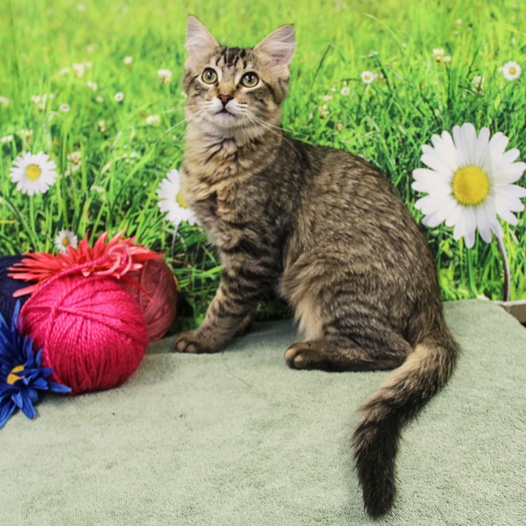 Peppermint - Animal House Shelter