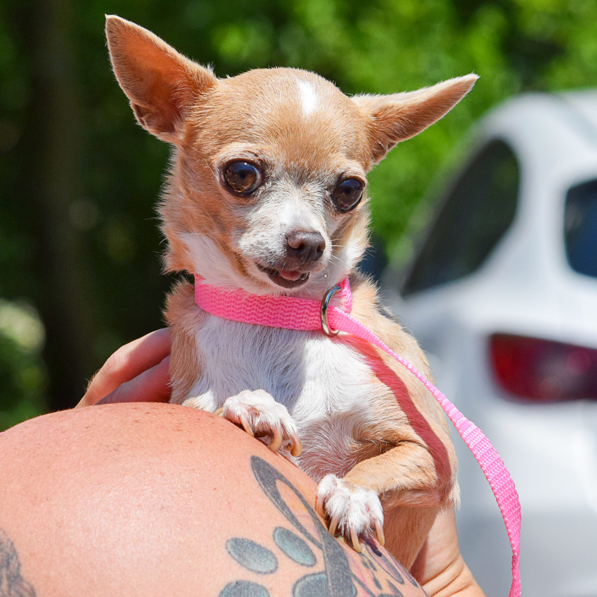 Pinky - Animal House Shelter