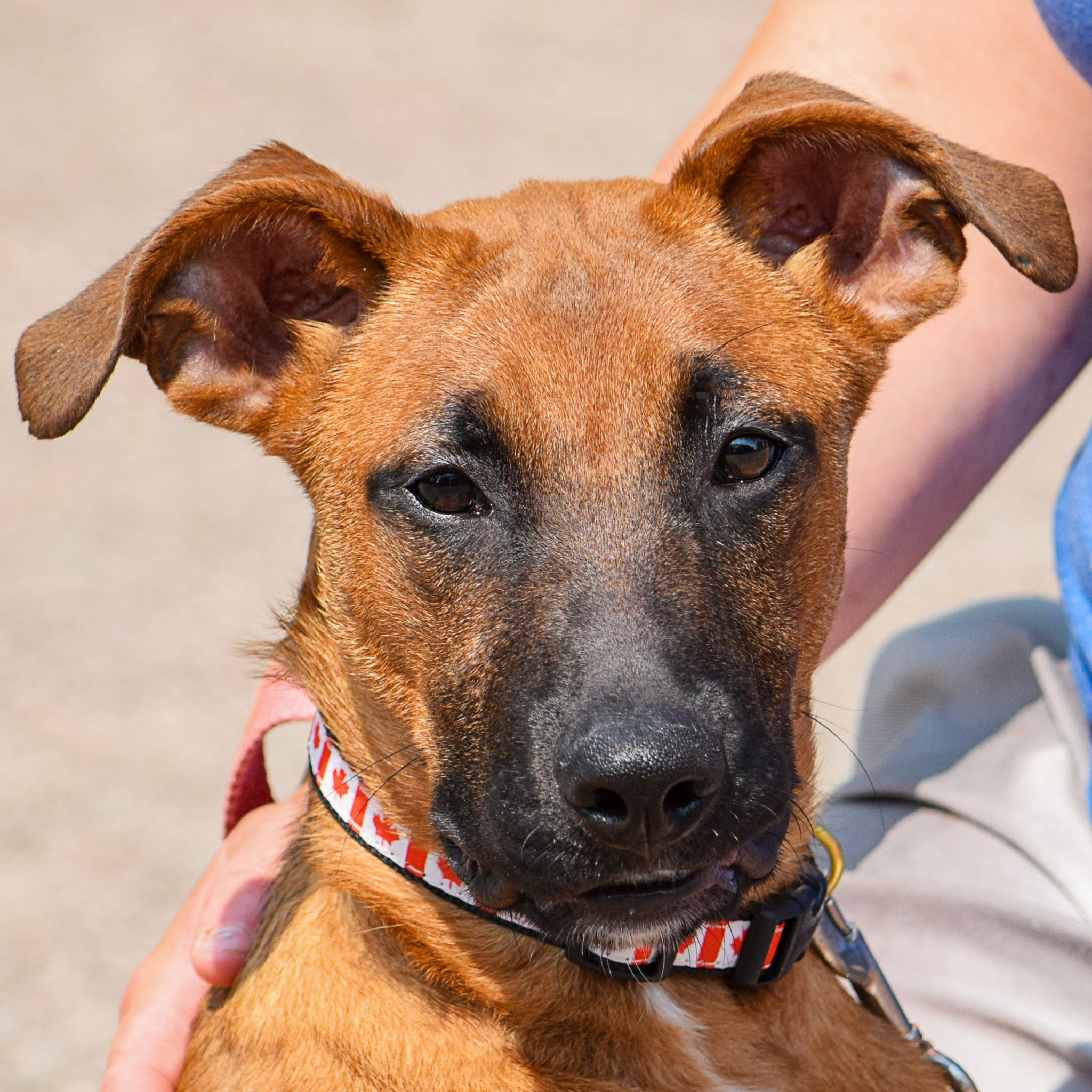 Ragnar - Animal House Shelter