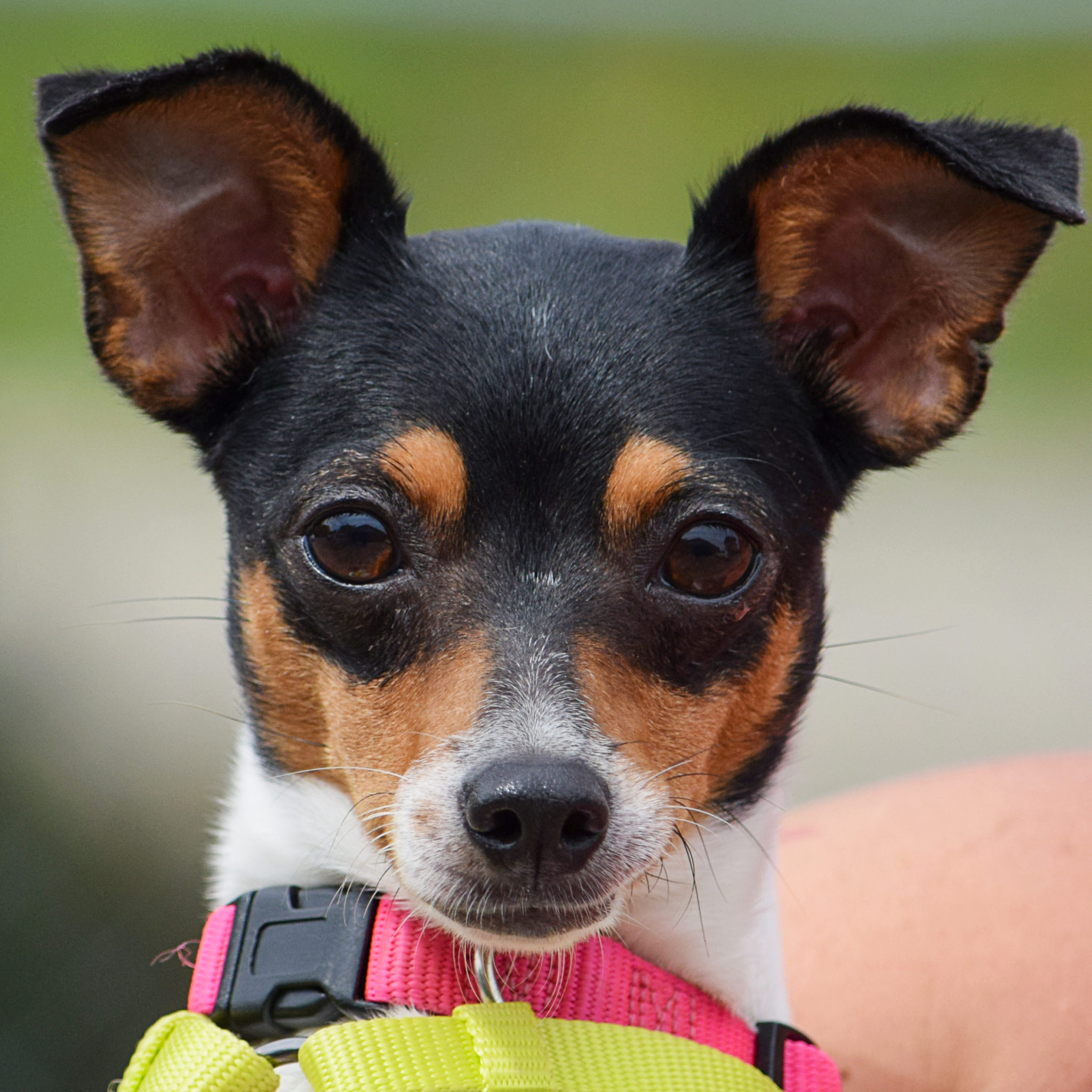 Ruffles - Animal House Shelter