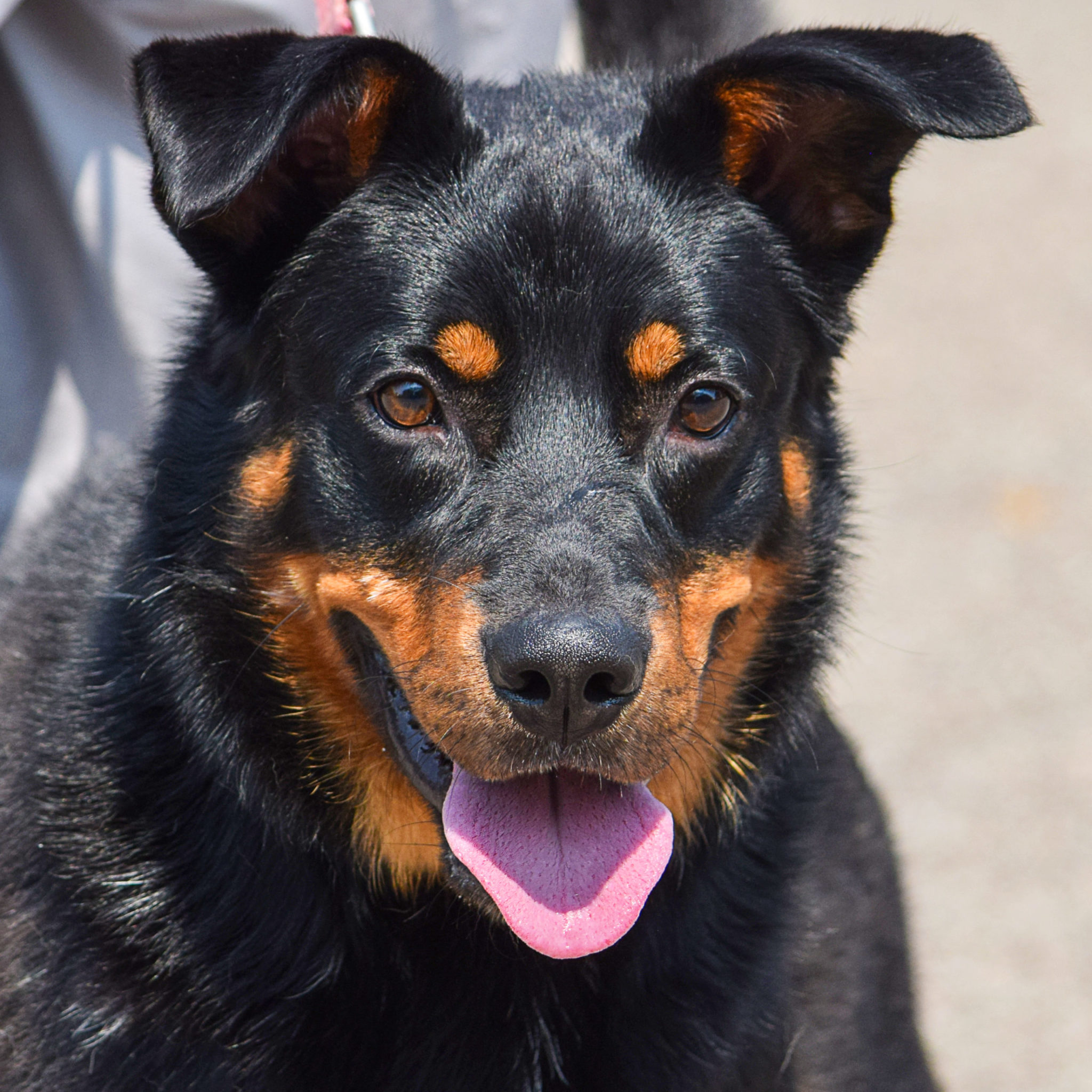 Shiloh - Animal House Shelter