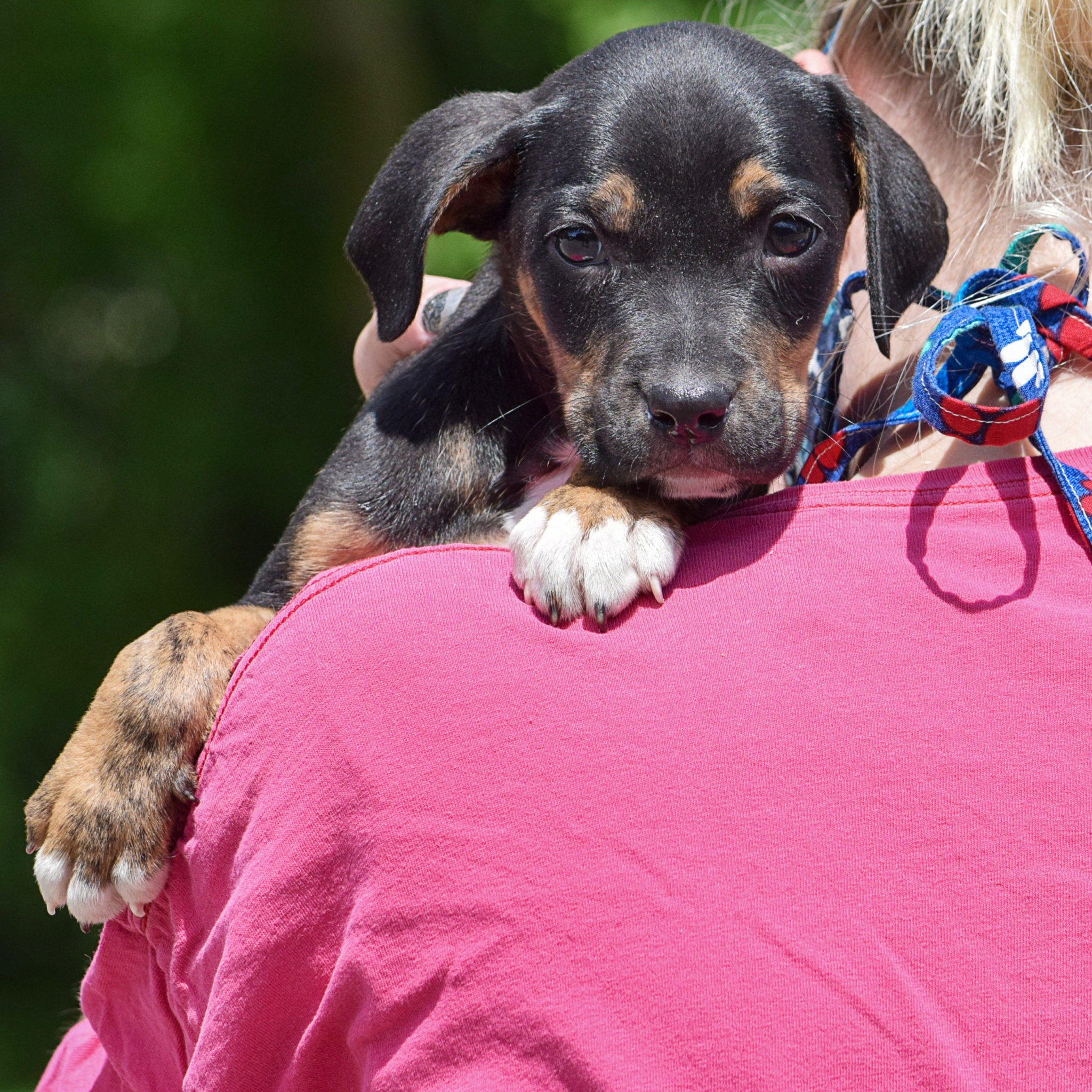 Toad - Animal House Shelter