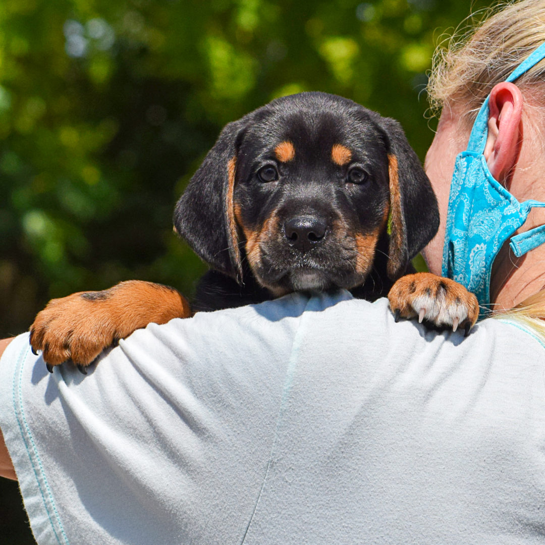 Twix - Animal House Shelter