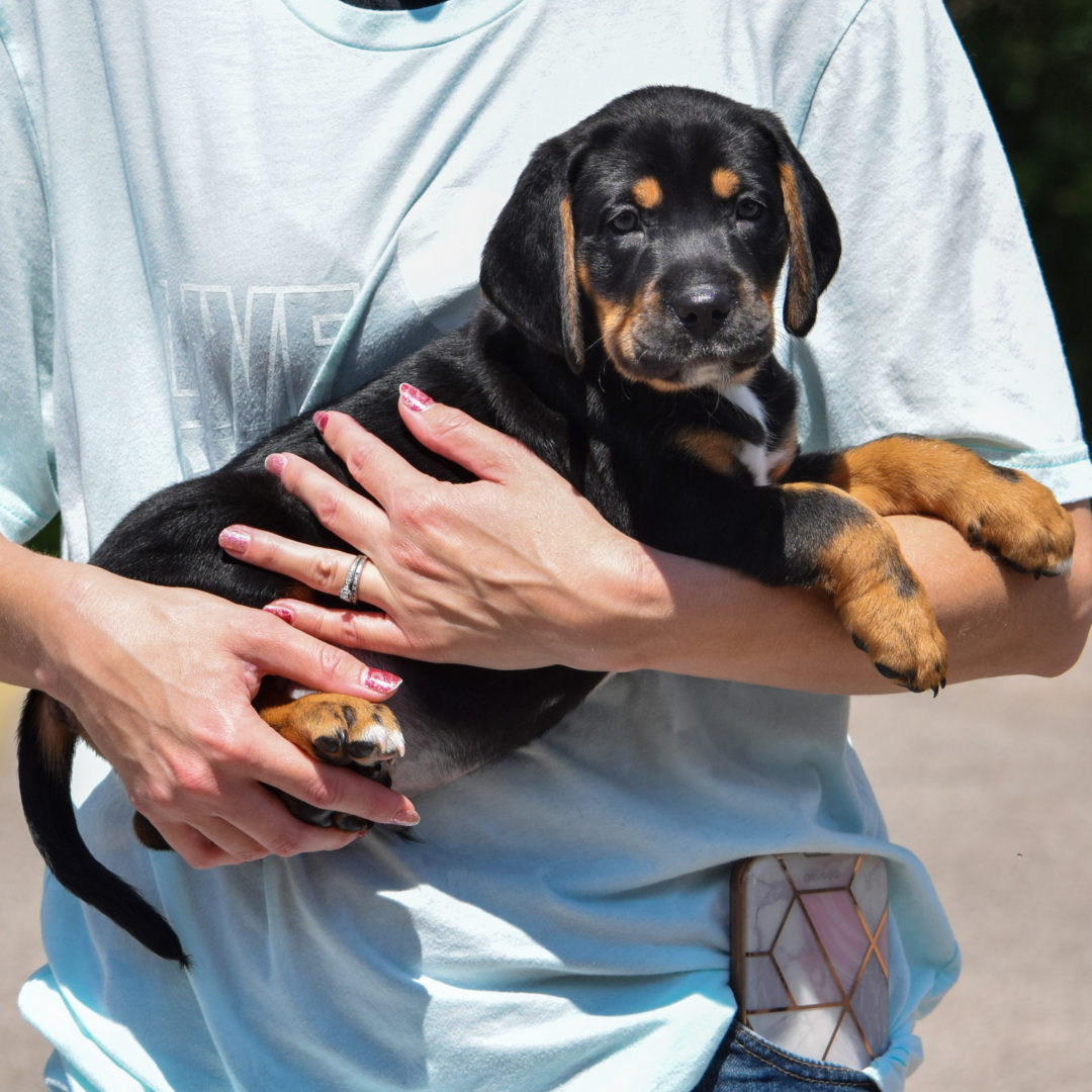 Twix - Animal House Shelter