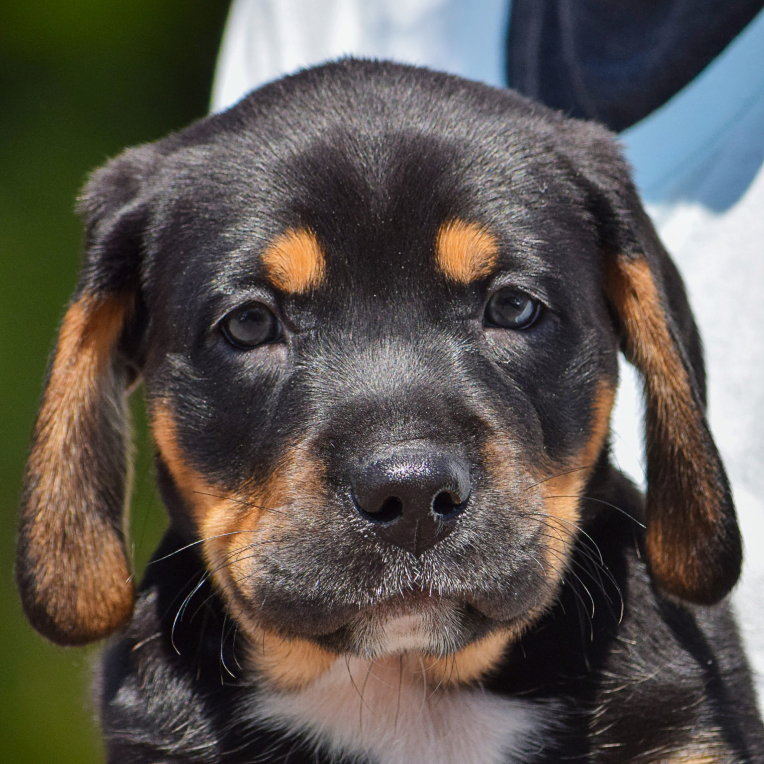 Twix - Animal House Shelter