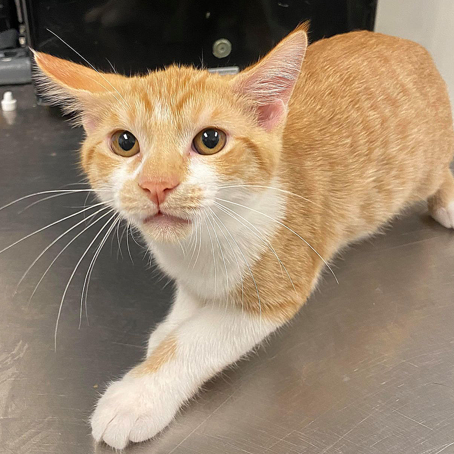 Apricot - Animal House Shelter