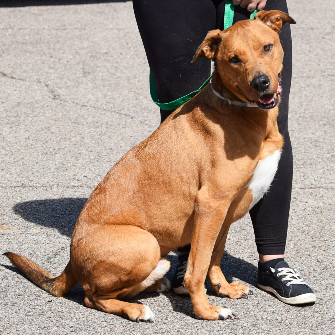 Chopper - Animal House Shelter