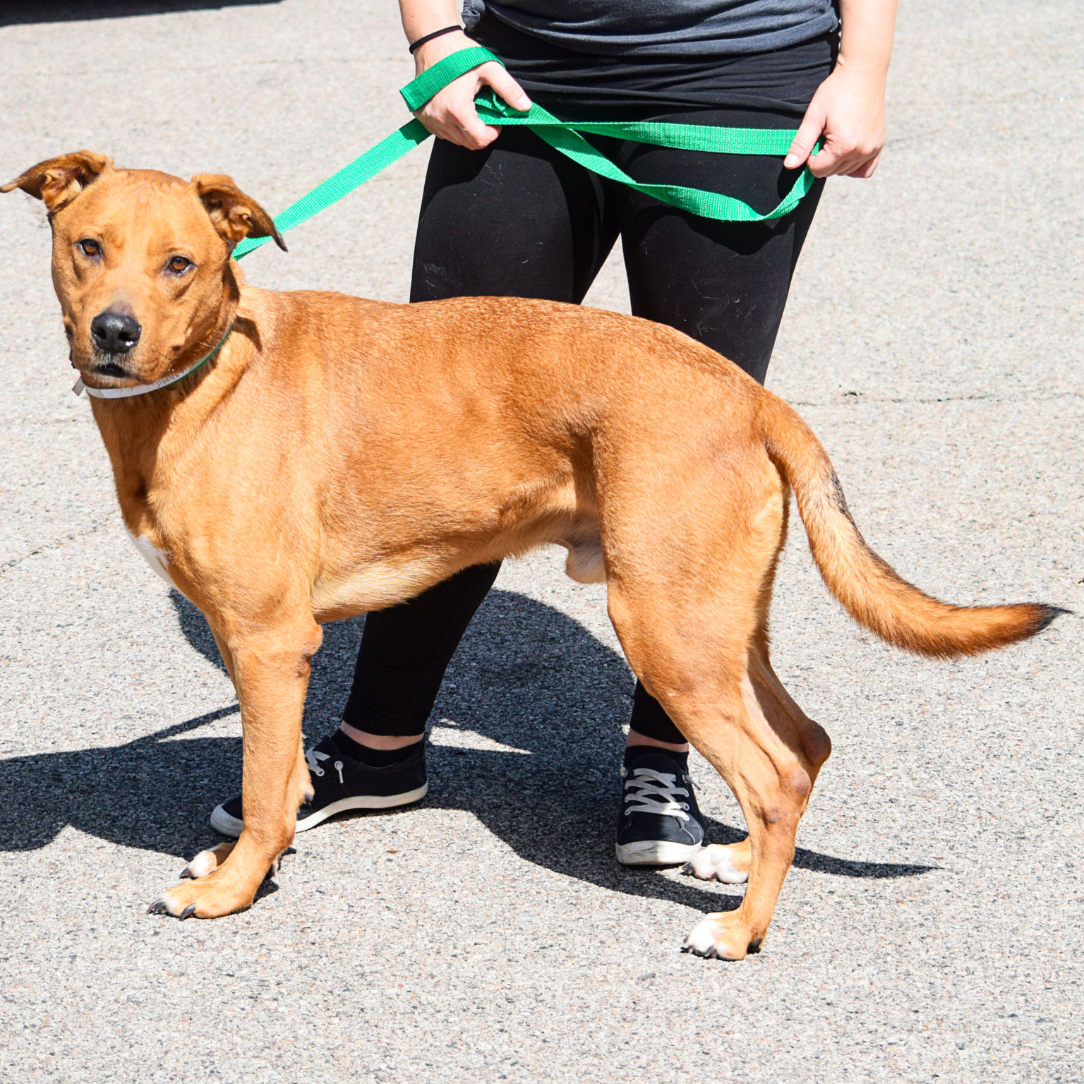 Chopper - Animal House Shelter