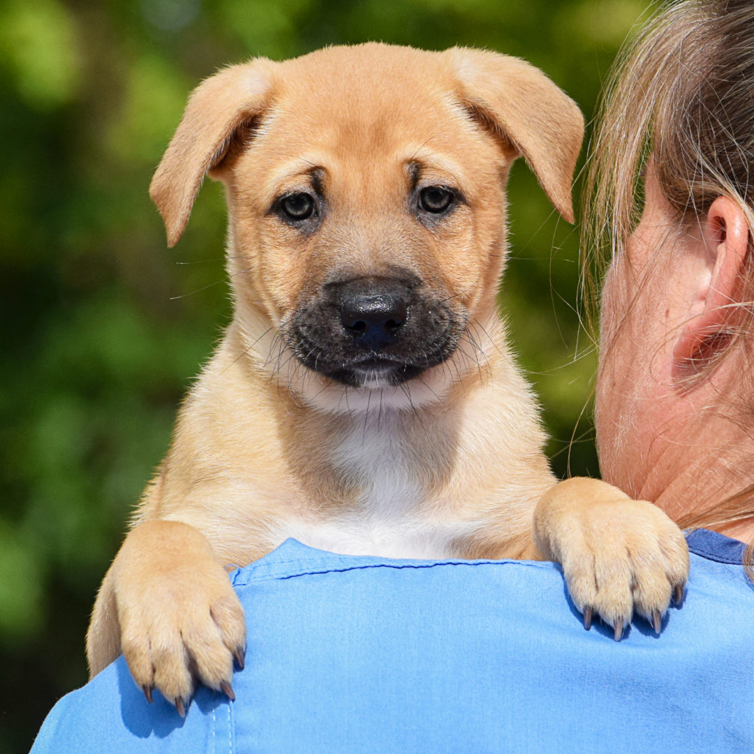 Doc - Animal House Shelter