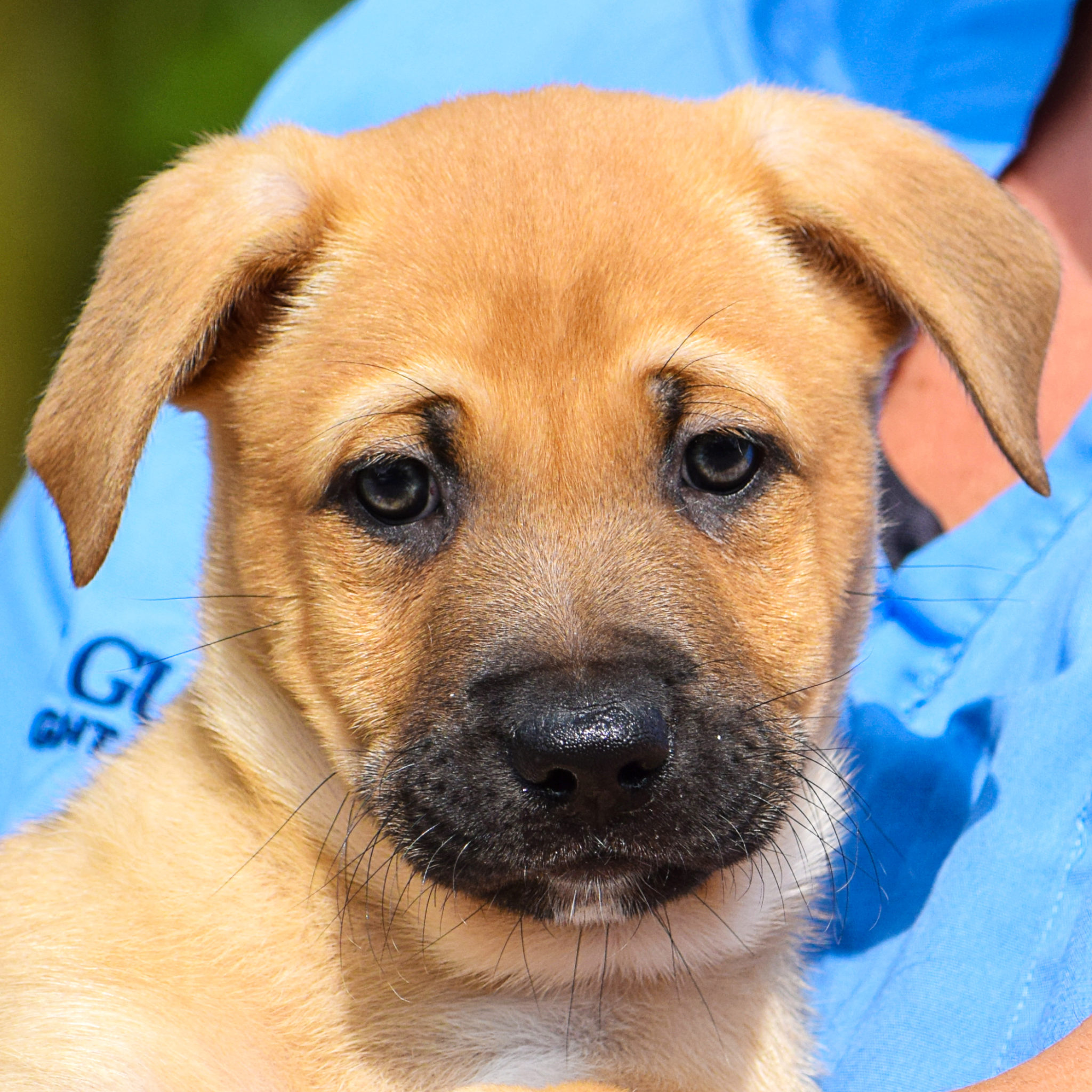 Doc - Animal House Shelter