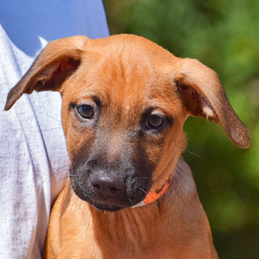 Ford - Animal House Shelter