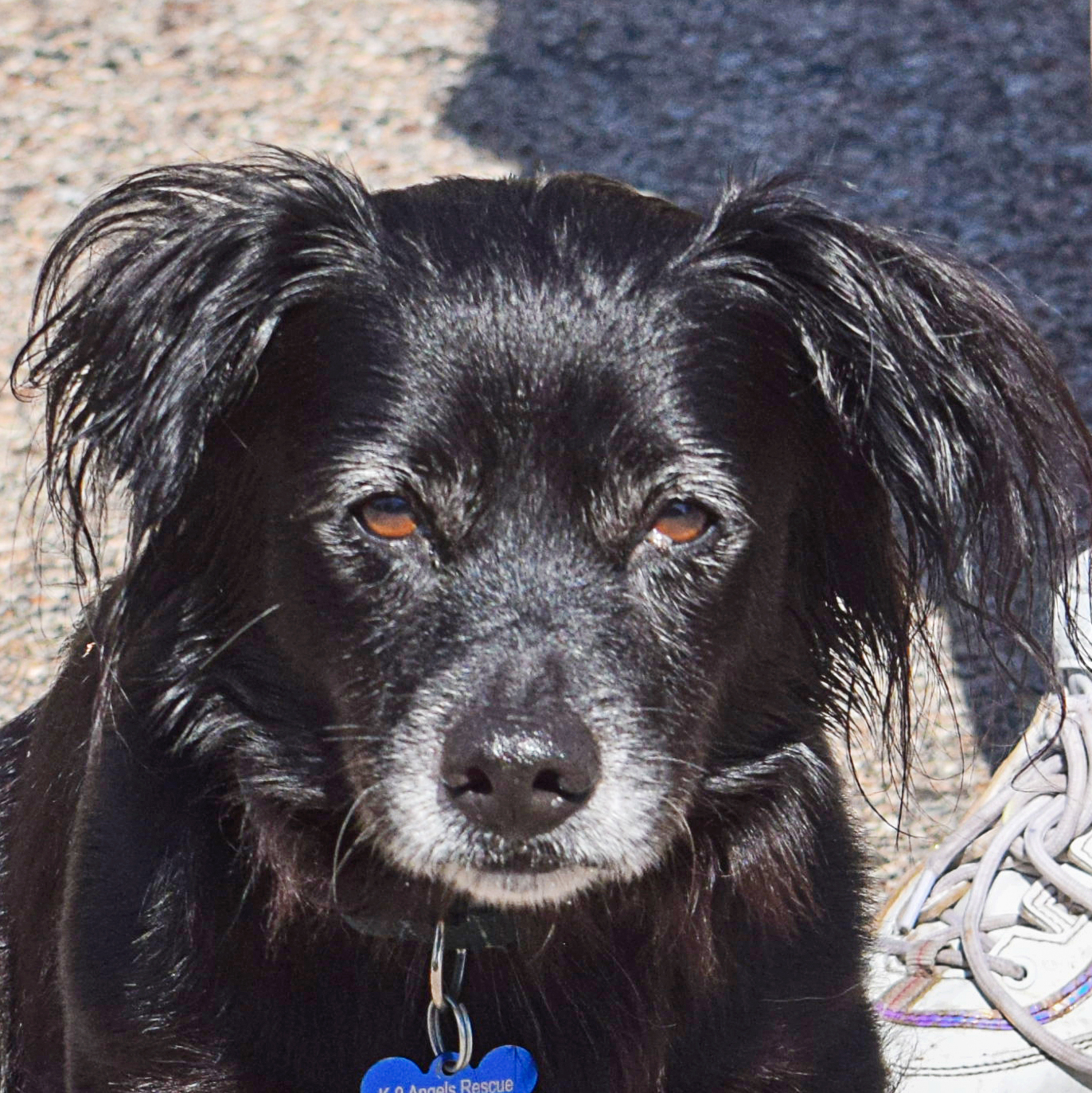 Gibbon - Animal House Shelter