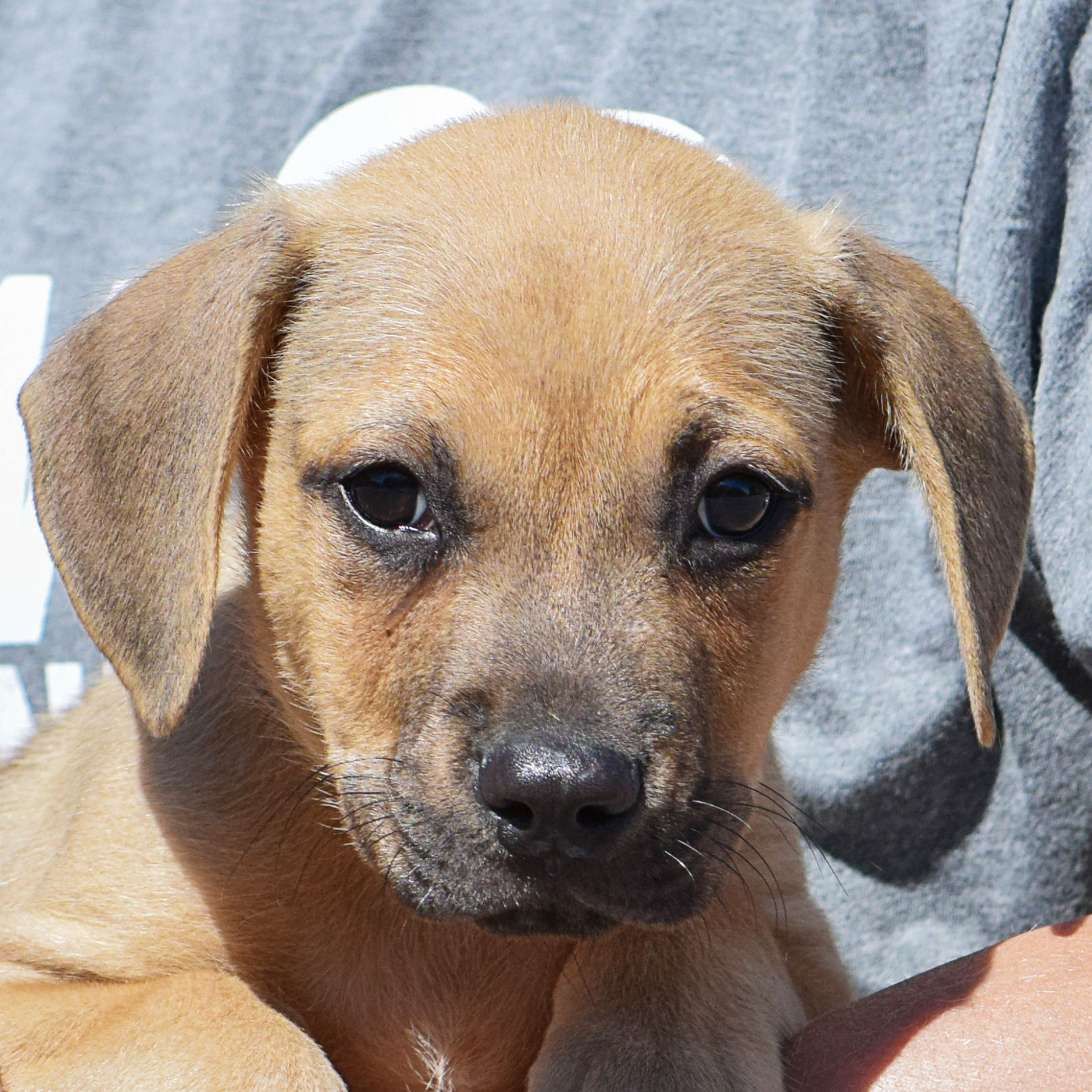 Halibut - Animal House Shelter