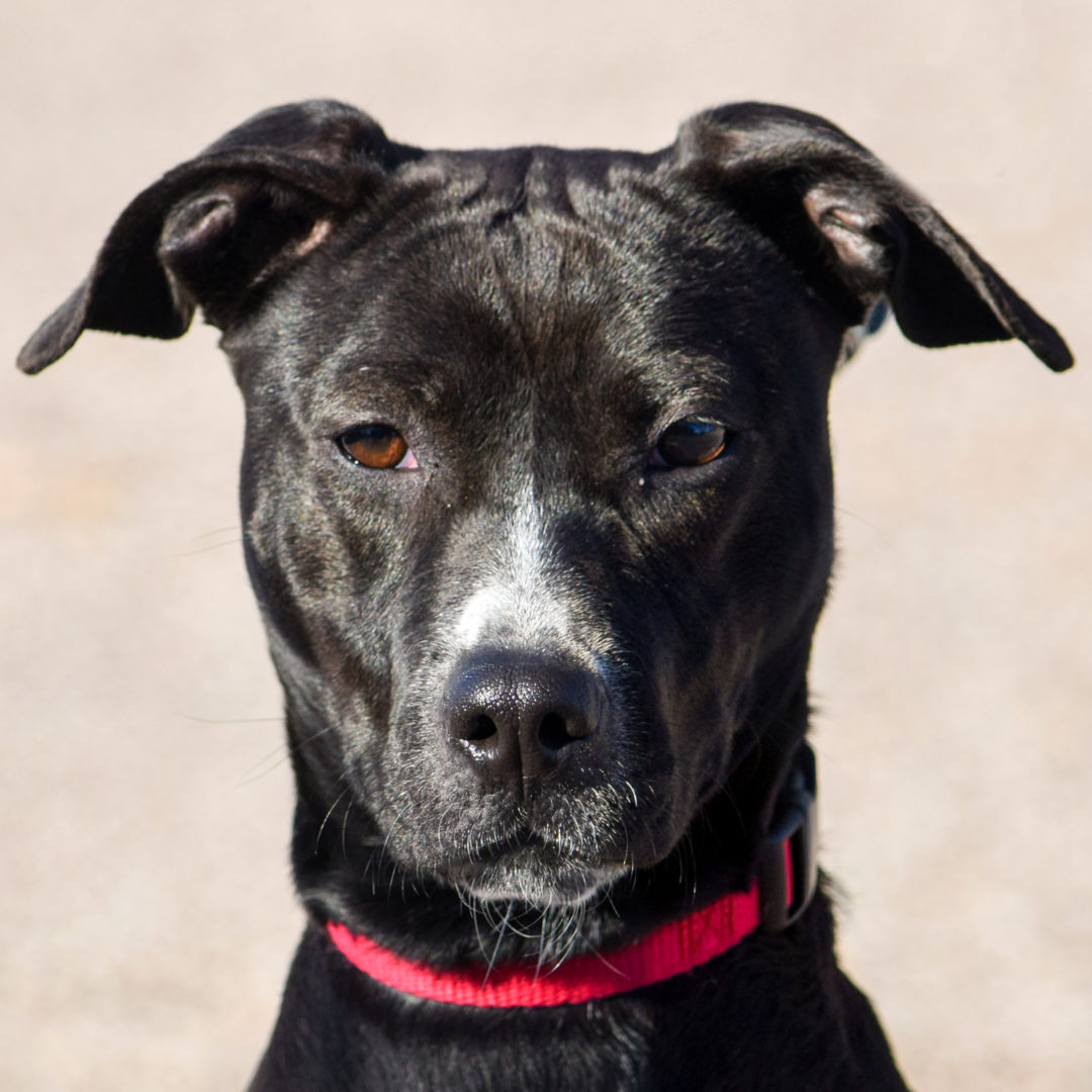 Harper - Animal House Shelter