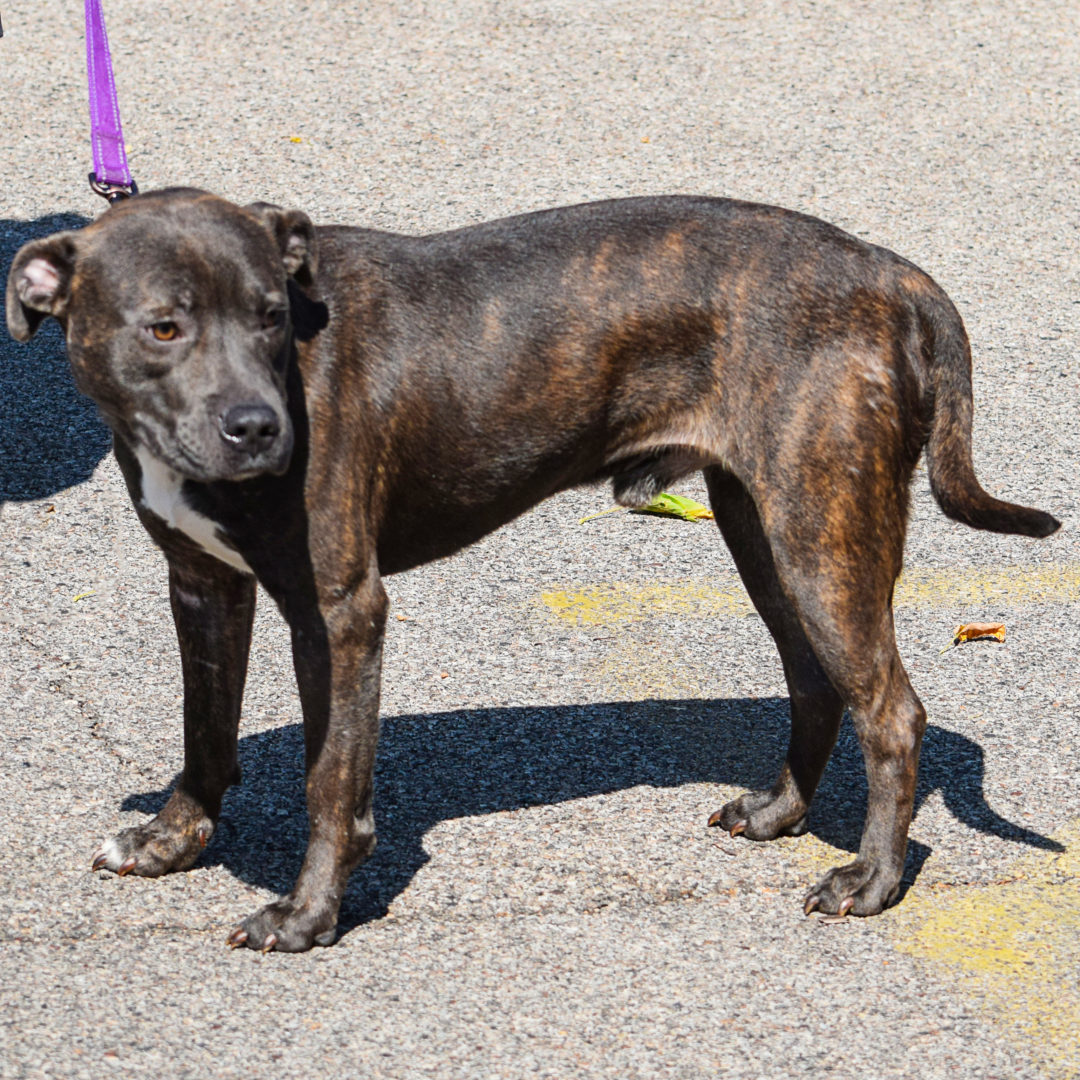 Midway - Animal House Shelter