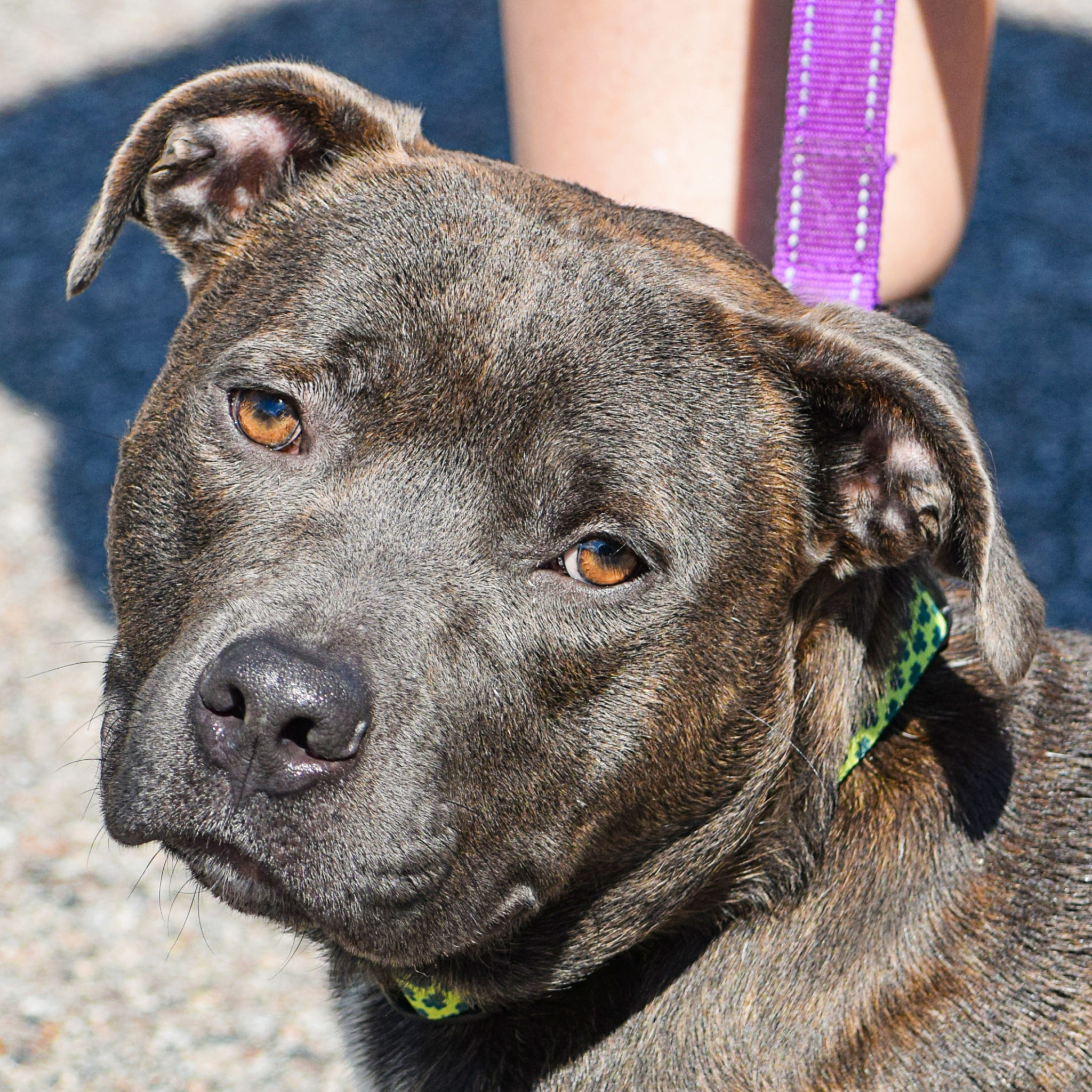 Midway - Animal House Shelter