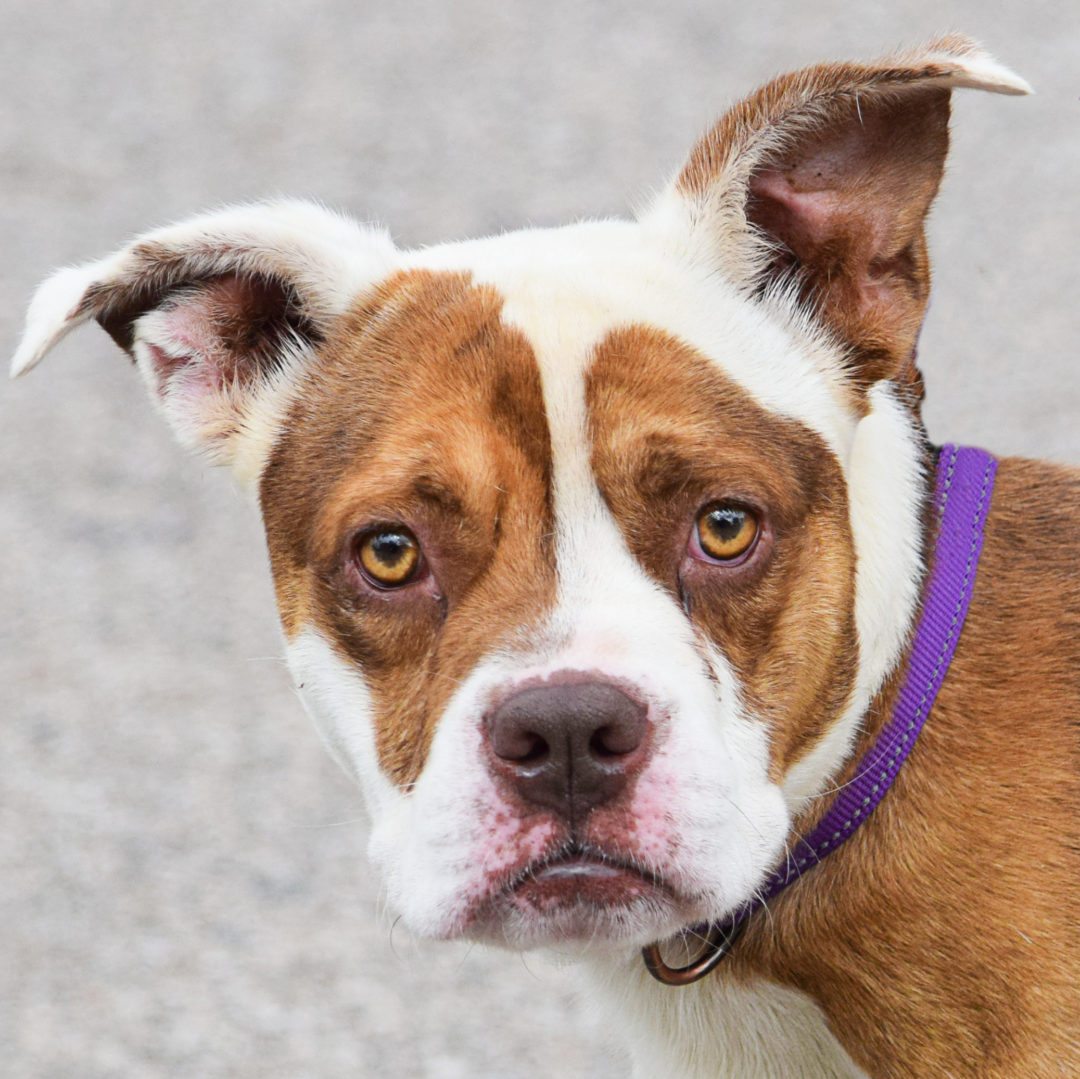 Phoenix - Animal House Shelter