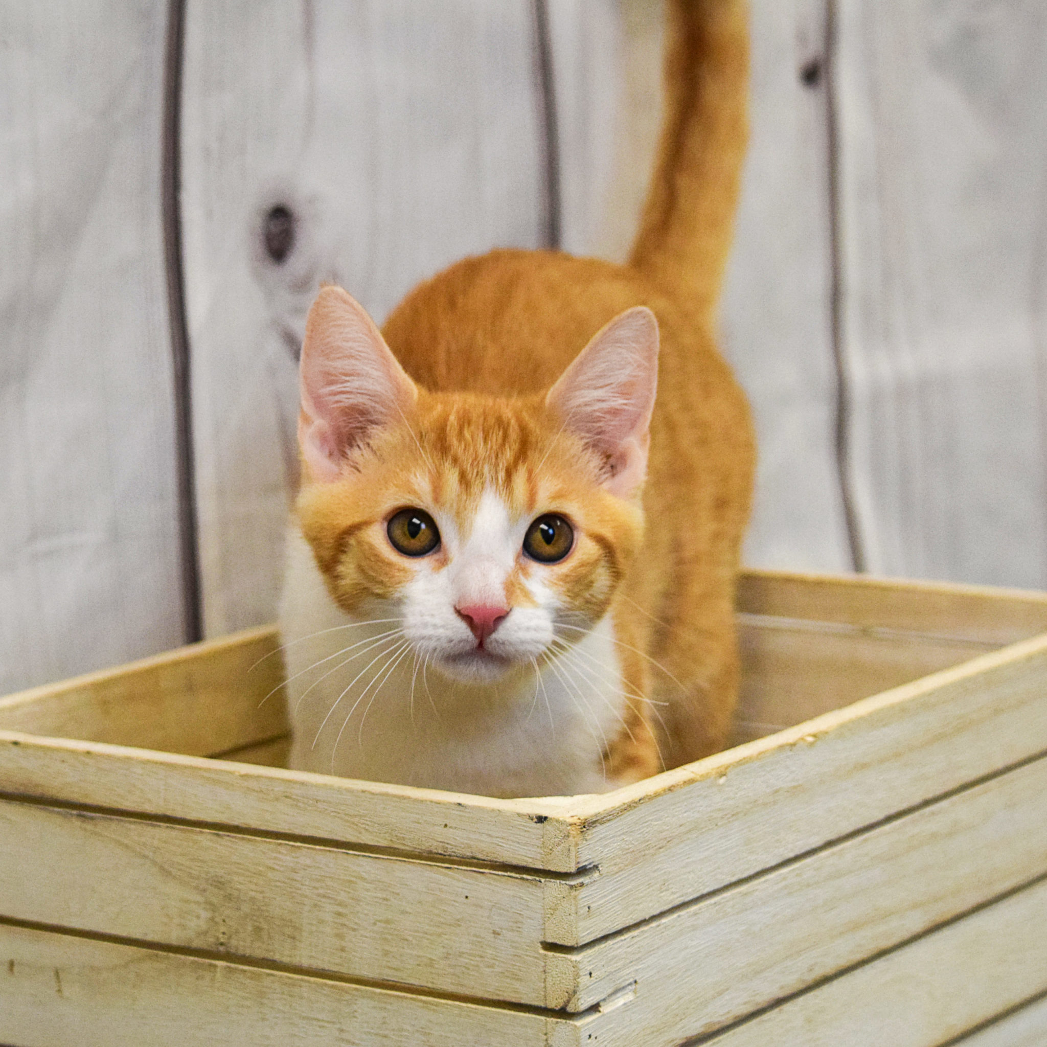 Poe - Animal House Shelter