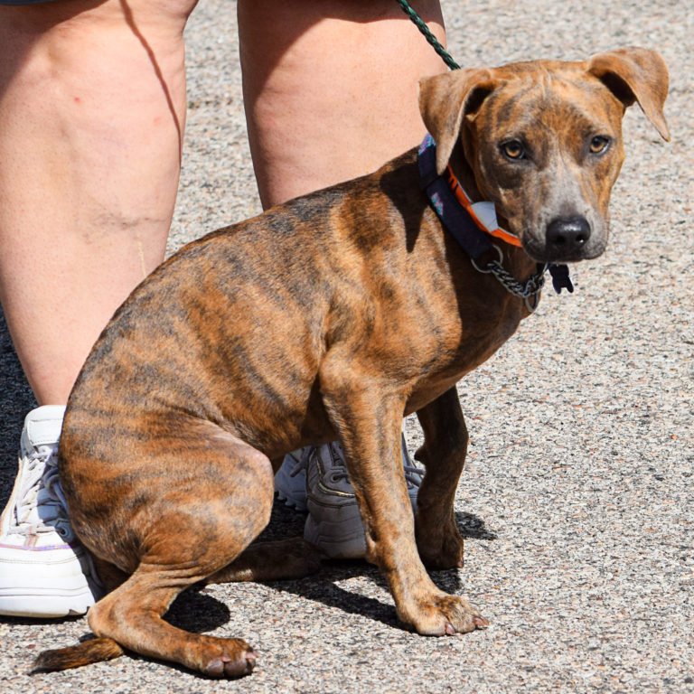 Trill - Animal House Shelter