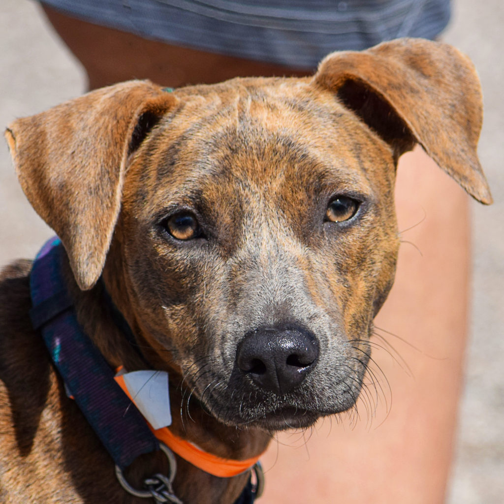 Trill - Animal House Shelter