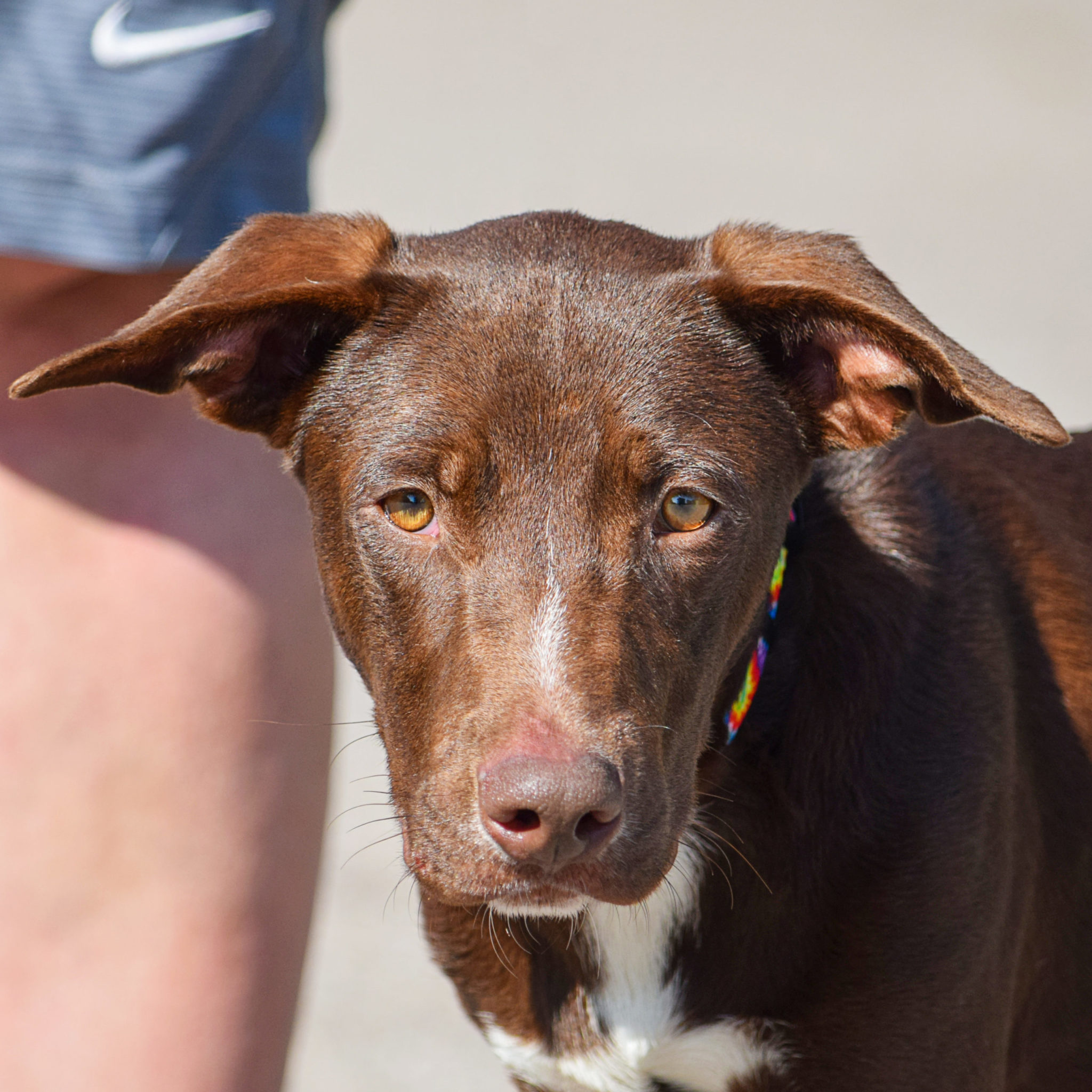 Twix - Animal House Shelter