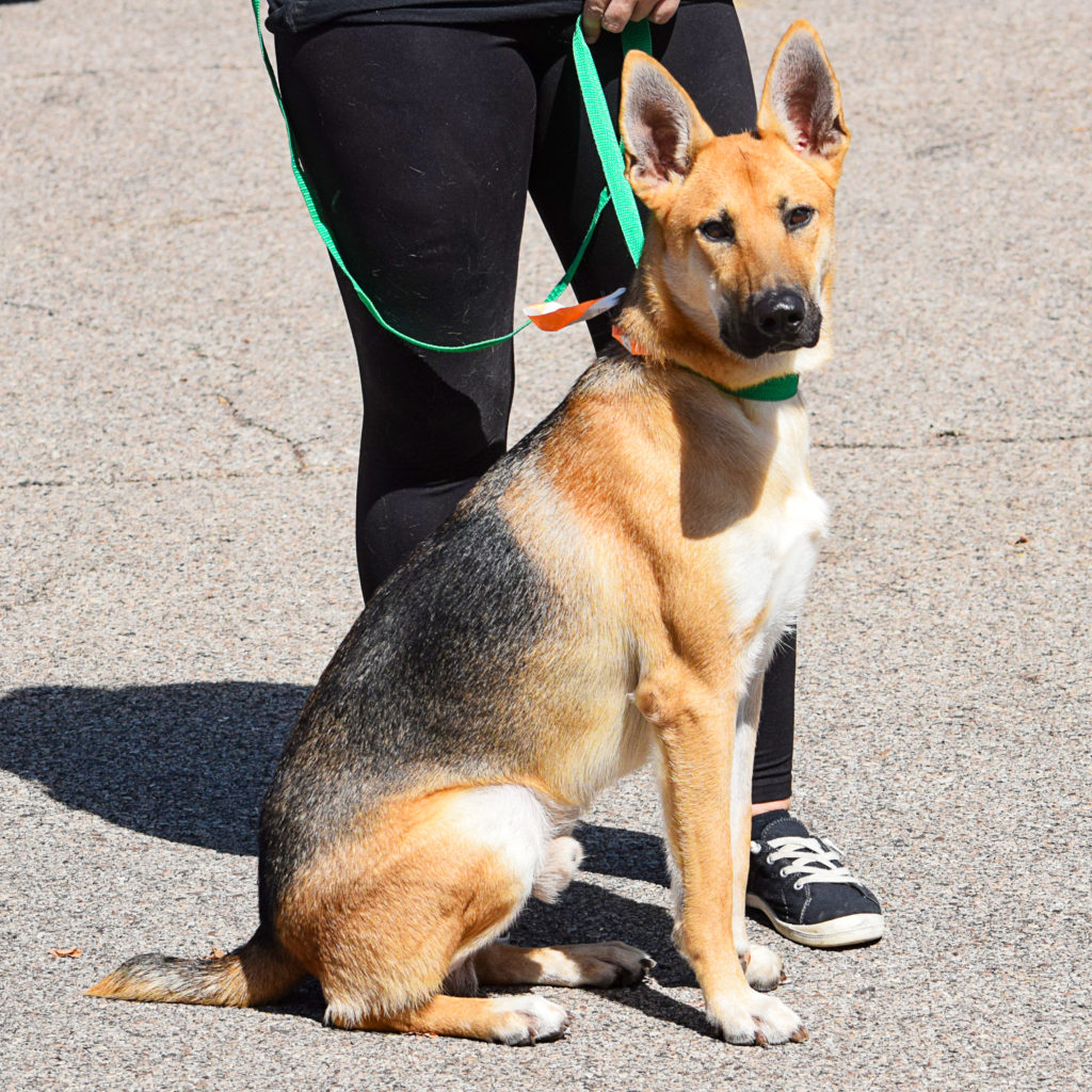 Waldo - Animal House Shelter