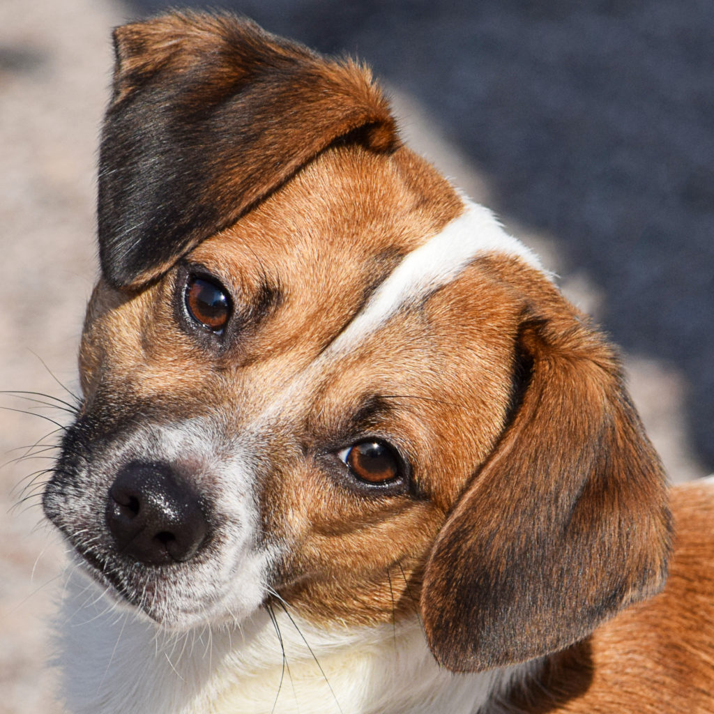 Cha Cha - Animal House Shelter