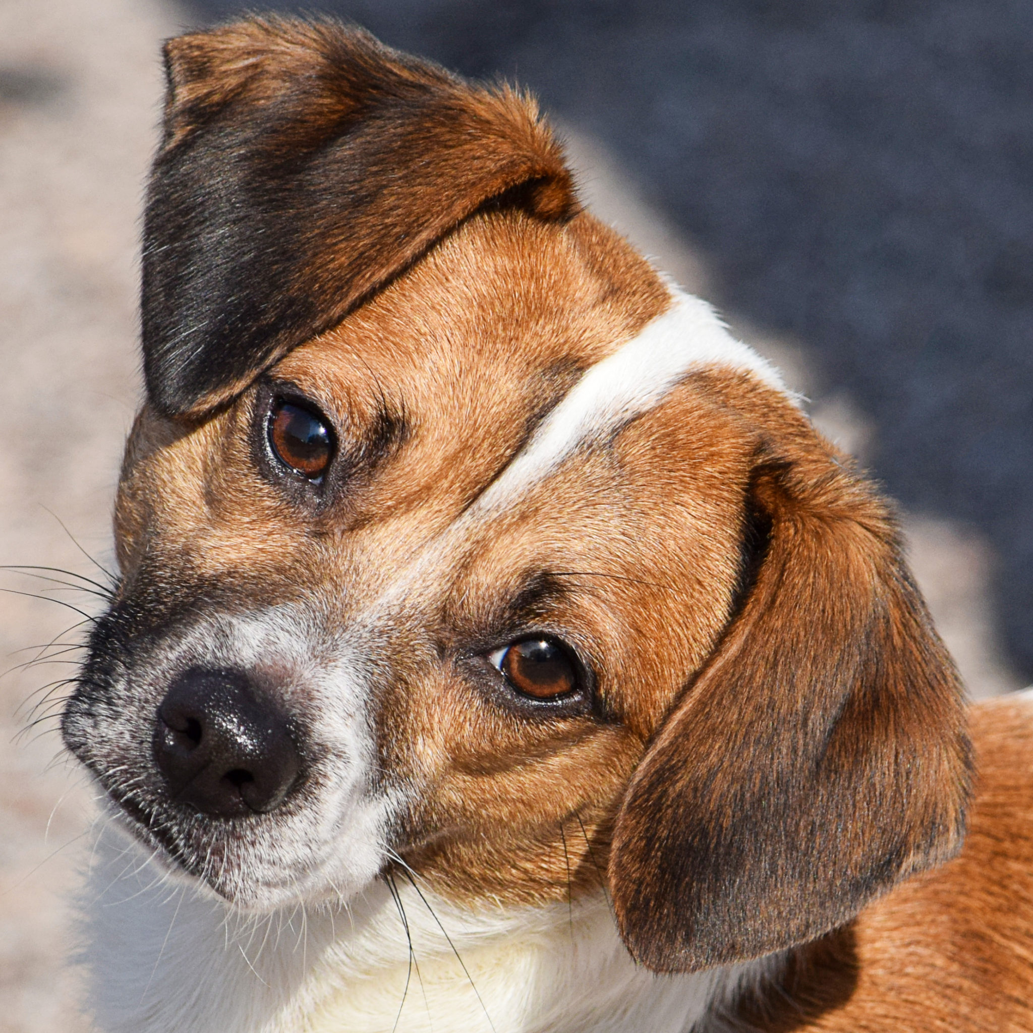 Cha Cha - Animal House Shelter