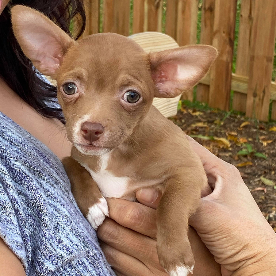 Cha Cha - Animal House Shelter