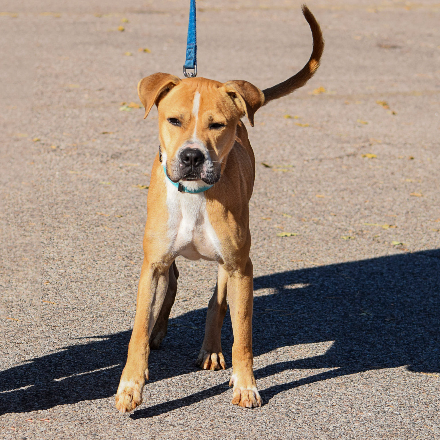 Chit Chat - Animal House Shelter