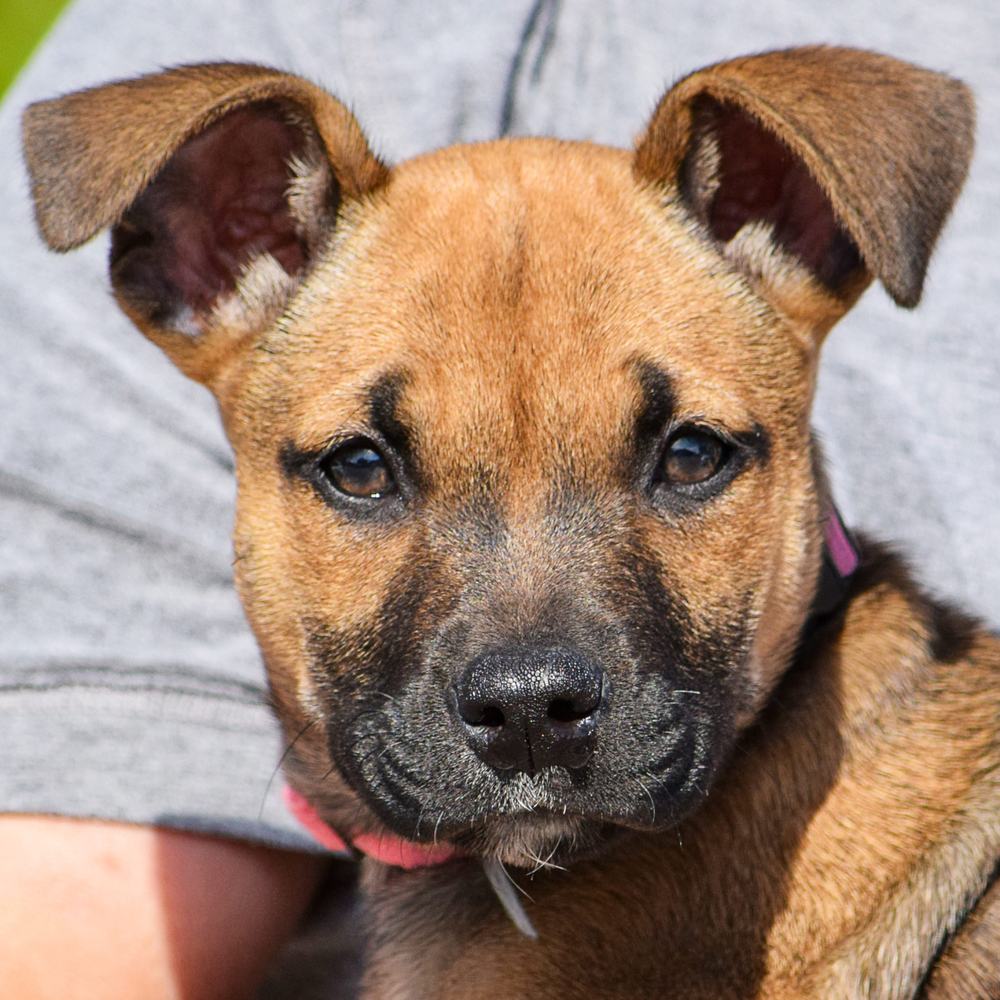 Cindy - Animal House Shelter